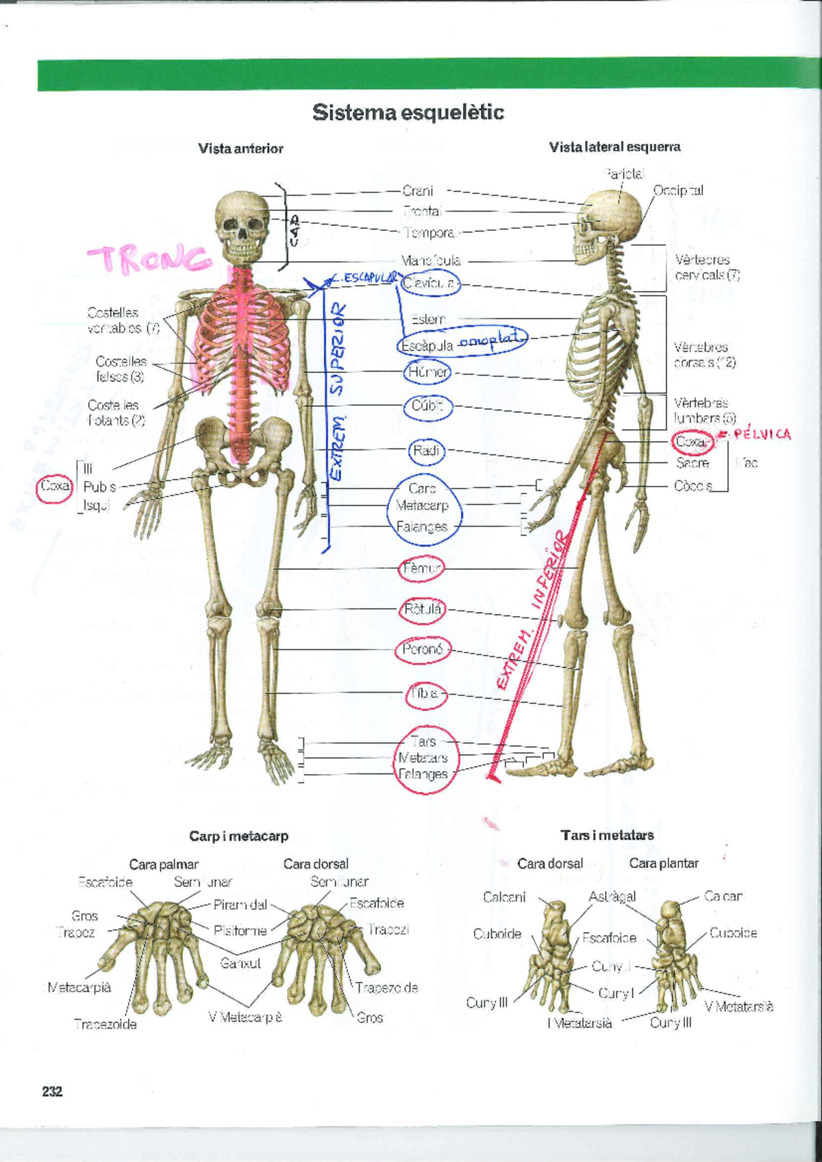 L' Esquelet HUMÀ - Biología - Studocu