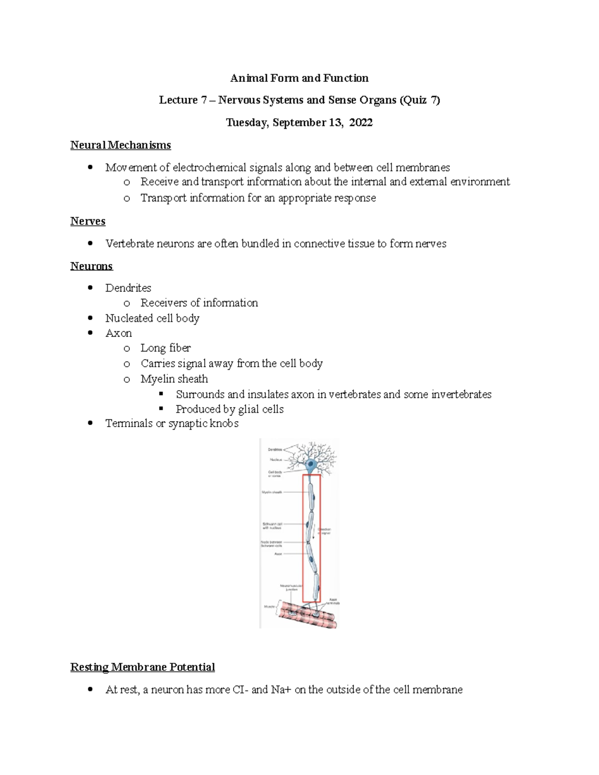 BIOL2371 Lecture 7 Nervous System - Animal Form and Function Lecture 7 ...