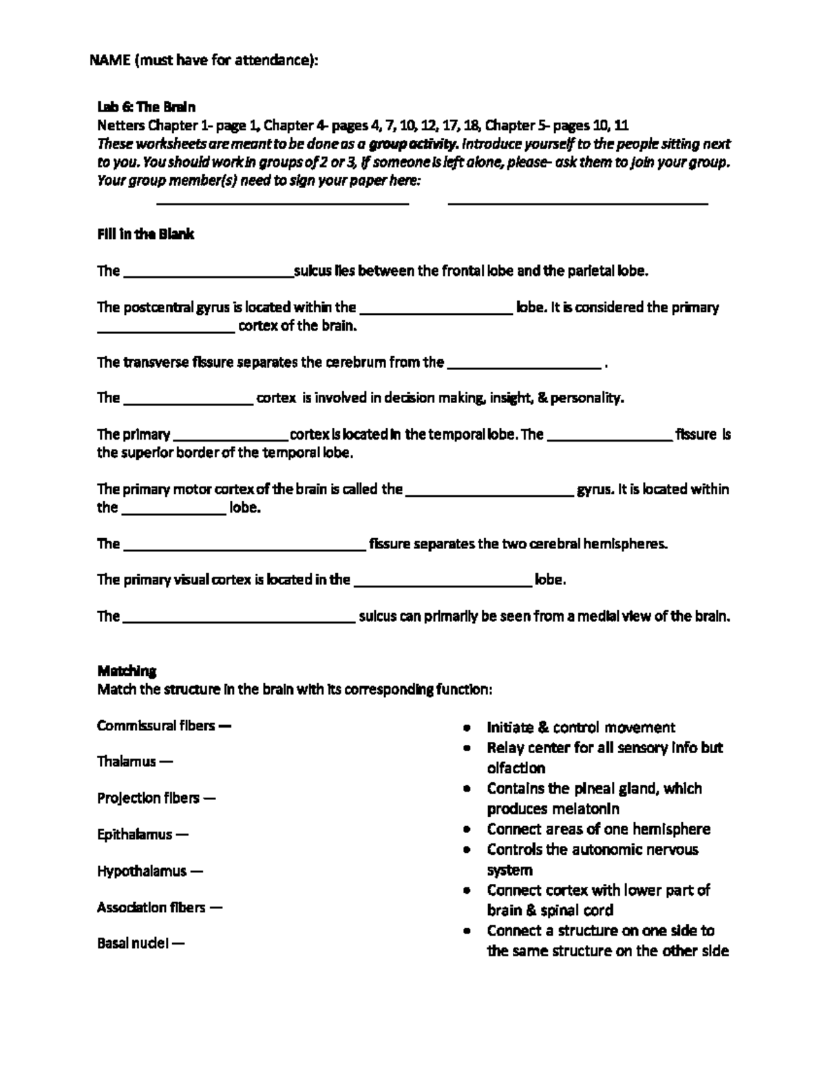 Lab 6 The Brain - lab 6 ws - Anatomy 3300 - Studocu