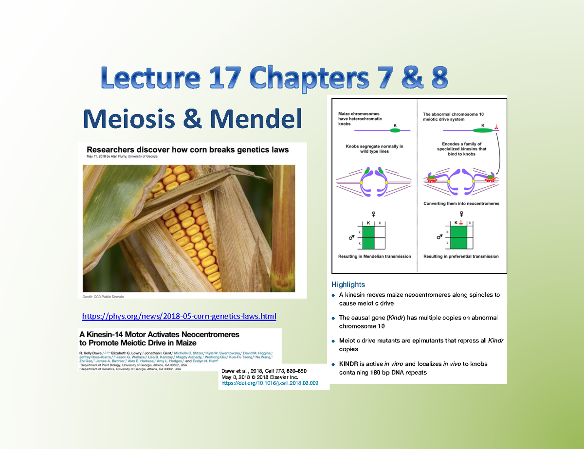 Preview Lect17 Meiosis+Mendel S23 - Meiosis & Mendel phys/news/2018-05 ...