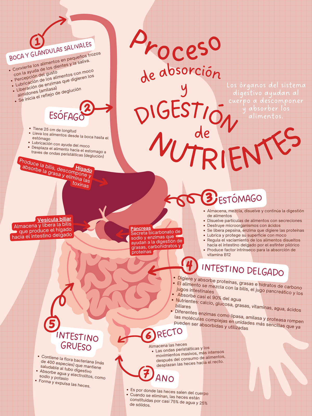 Diagrama de Flujo Proceso de Digestión - BOCA Y GLANDULAS SALIVALES ...