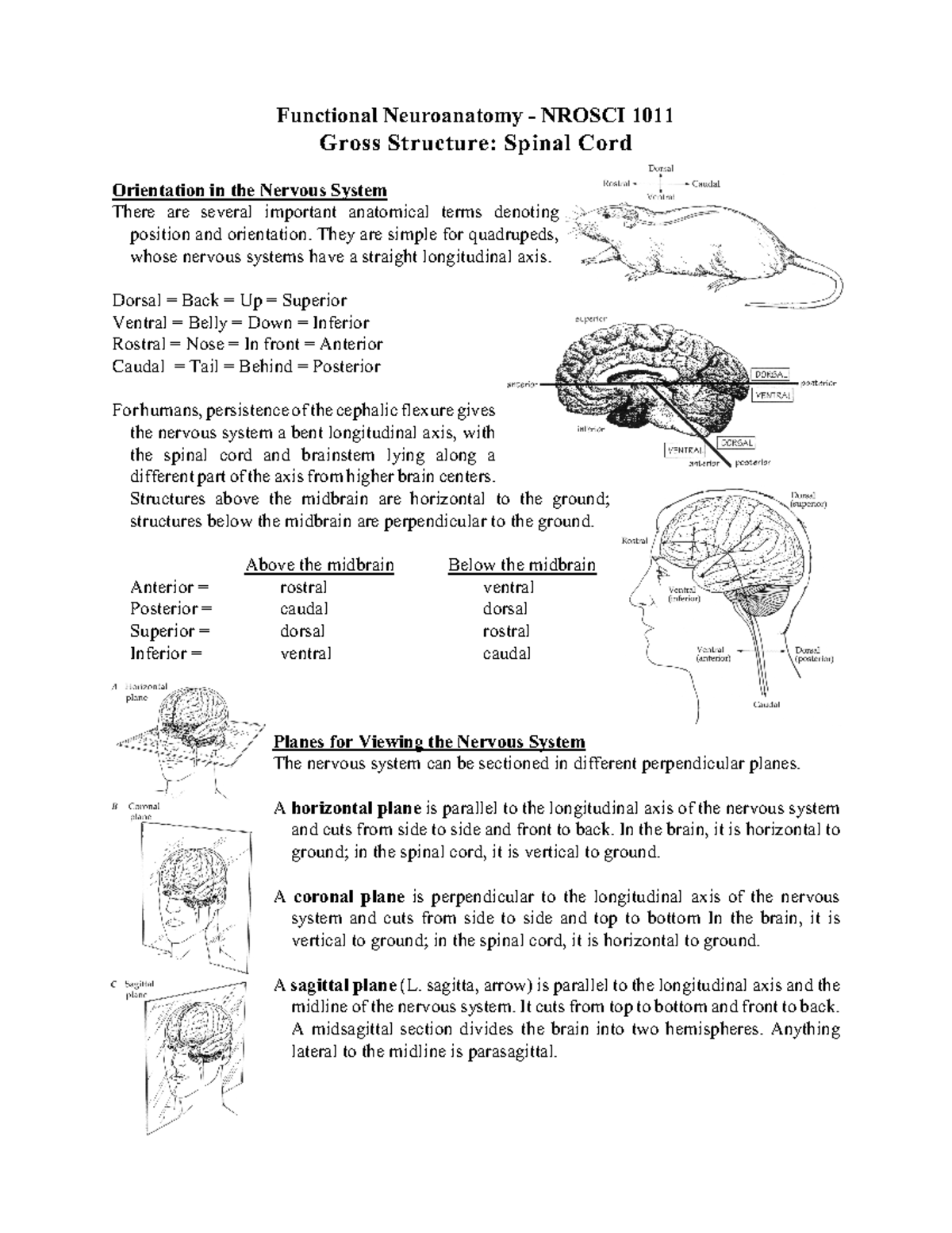 Gross Structure SC - Dr. Sesack - Functional Neuroanatomy - NROSCI 1011 ...