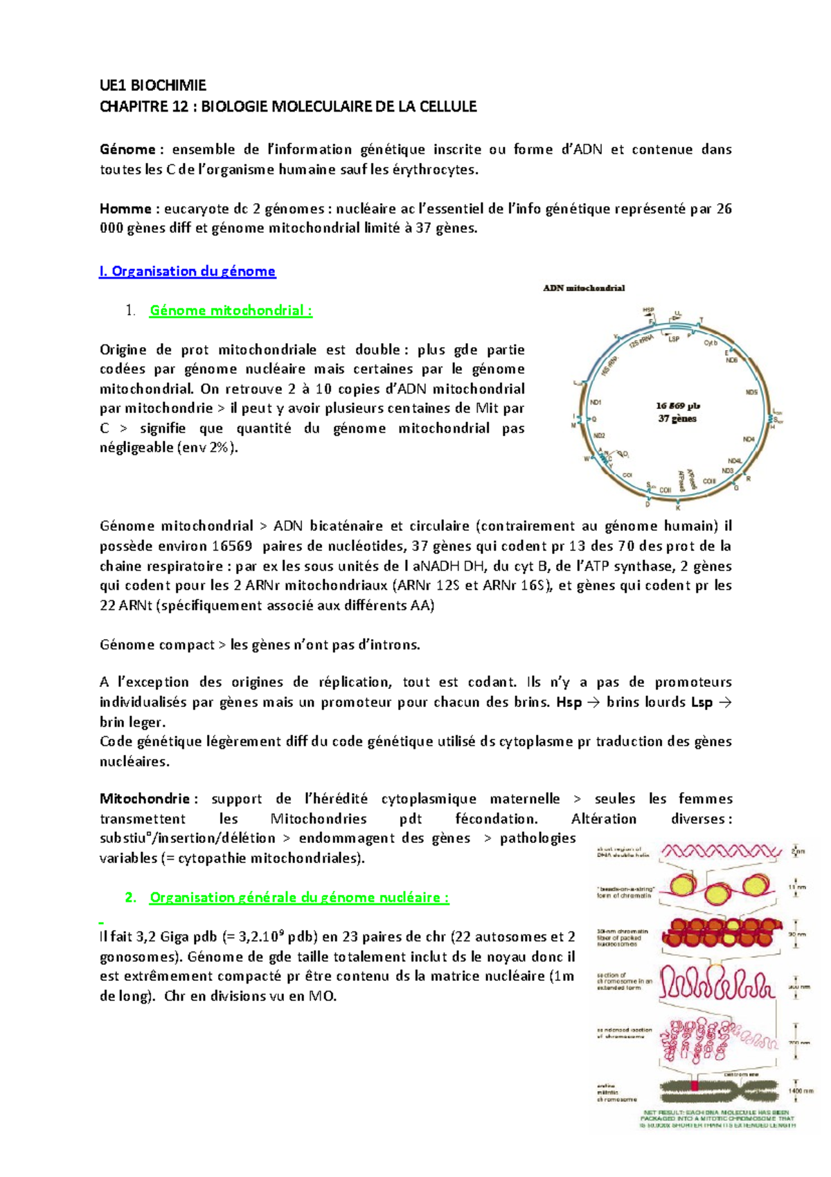 12. Biologie moléculaire de la cellule - UE1 BIOCHIMIE CHAPITRE 12 : BIOLOGIE MOLECULAIRE DE LA ...