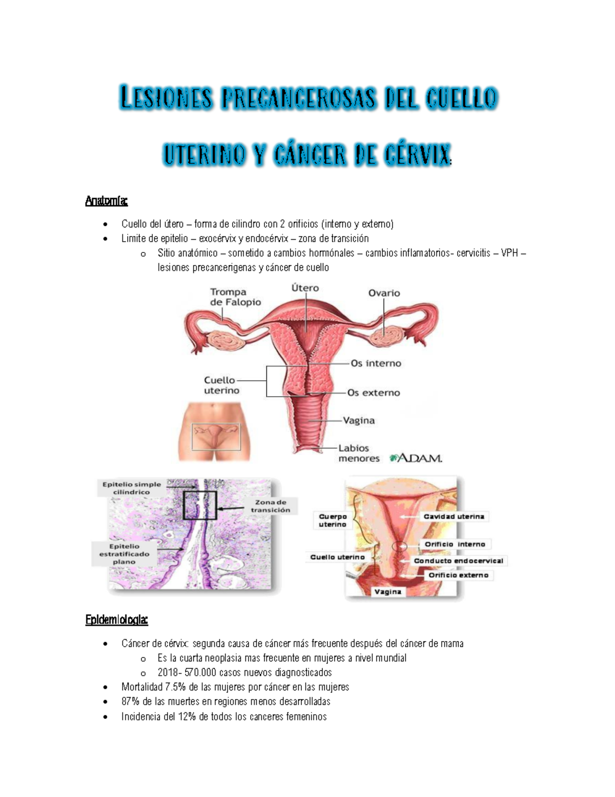 Lesiones precancerosas del cuello uterino y cáncer de cérvix - : Anatomía: Cuello del útero ...
