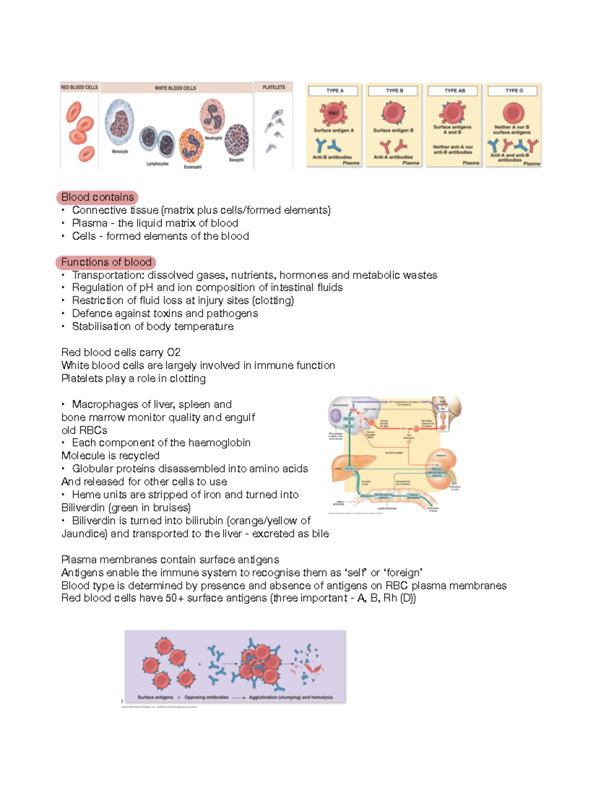 Mhs1102 heart - ......... - Blood contains Connective tissue (matrix ...