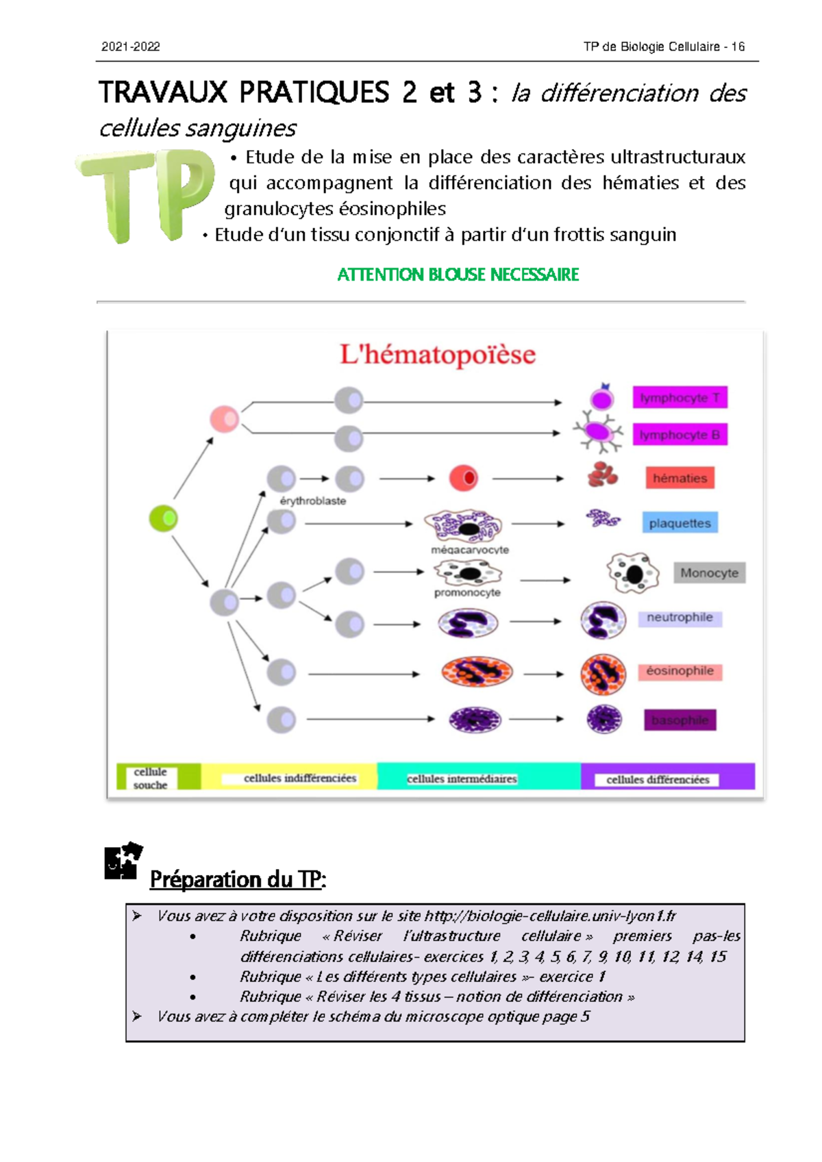 2-3 fascicule différenciation cell sang - TRAVAUX PRATIQUES 2 et 3 : la ...