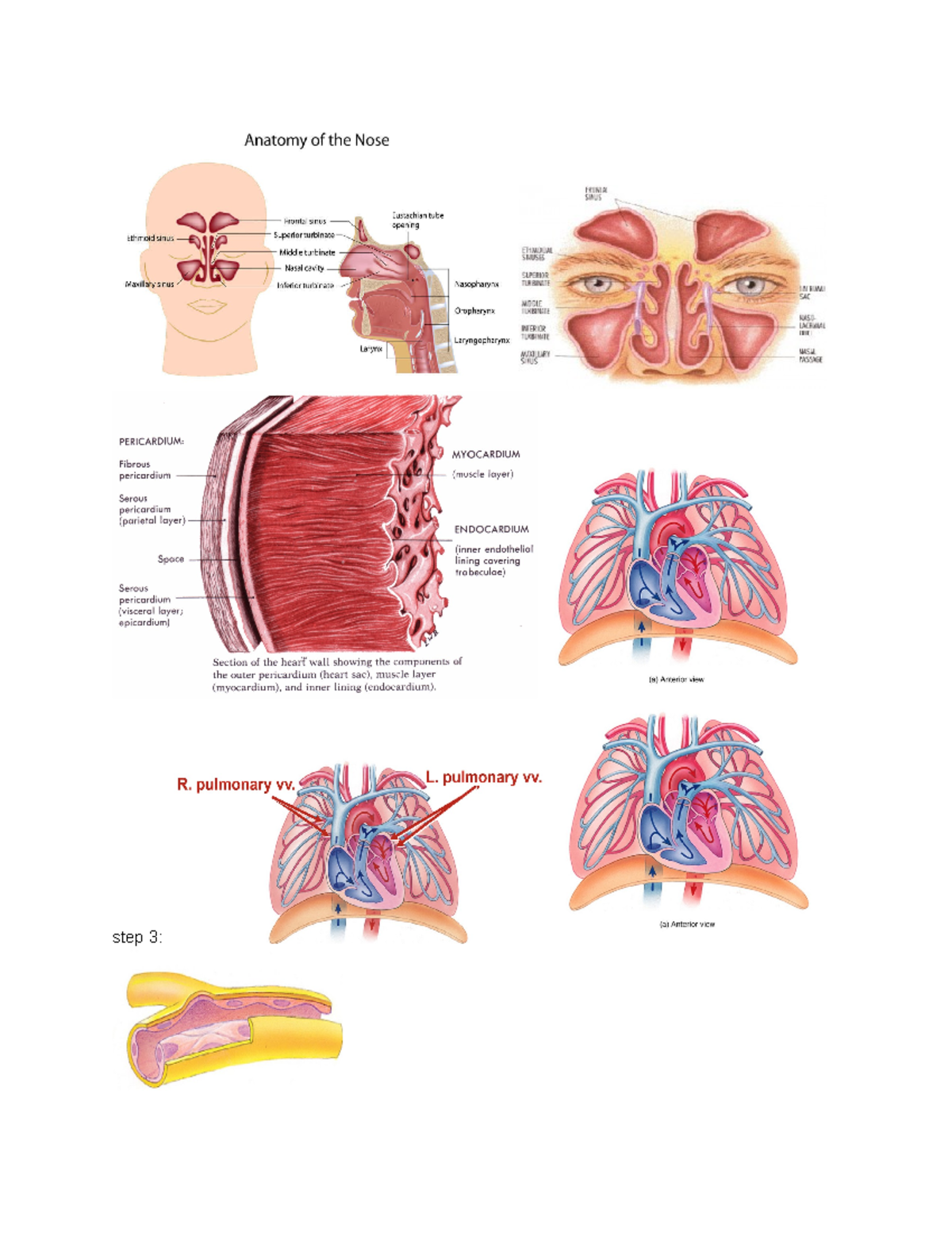Anat test - anatomy - Anatomy of the Nose FRONTAL SINUS Eustachian tube ...