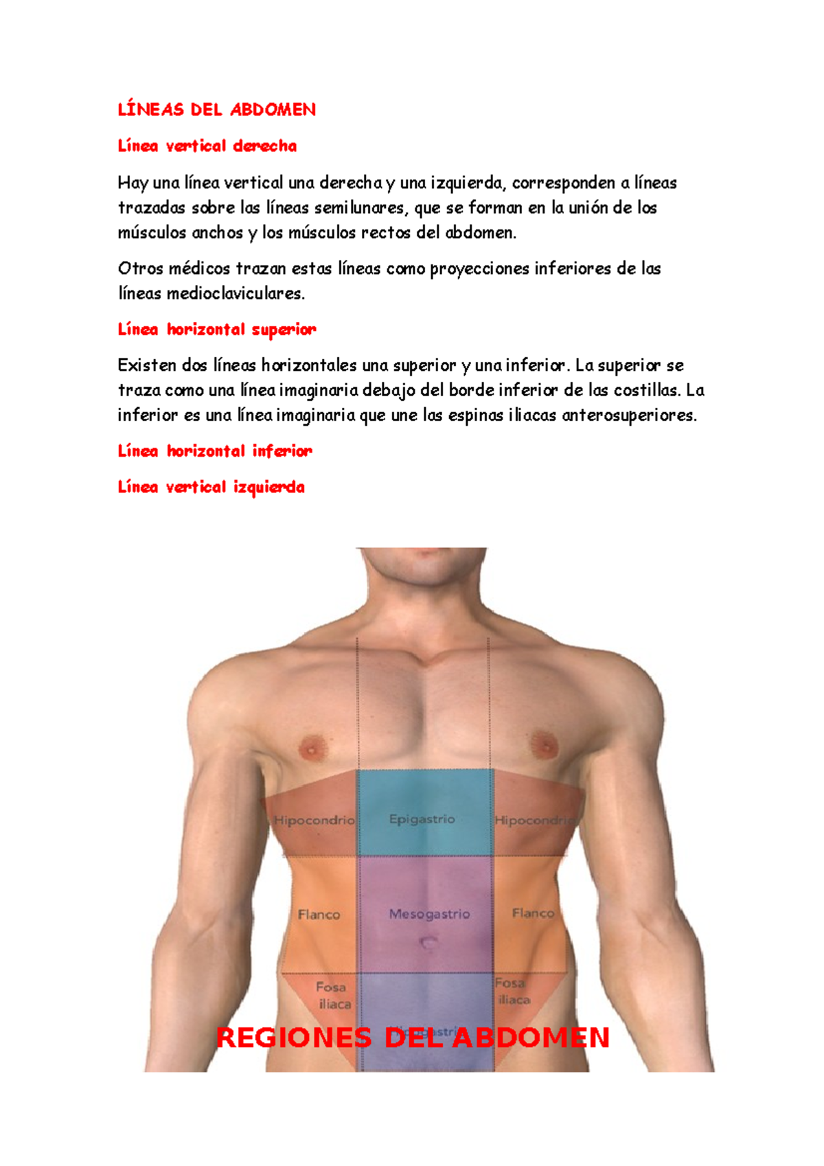 Morfofisiologia - mORFOLOGIA - LÍNEAS DEL ABDOMEN Línea vertical ...