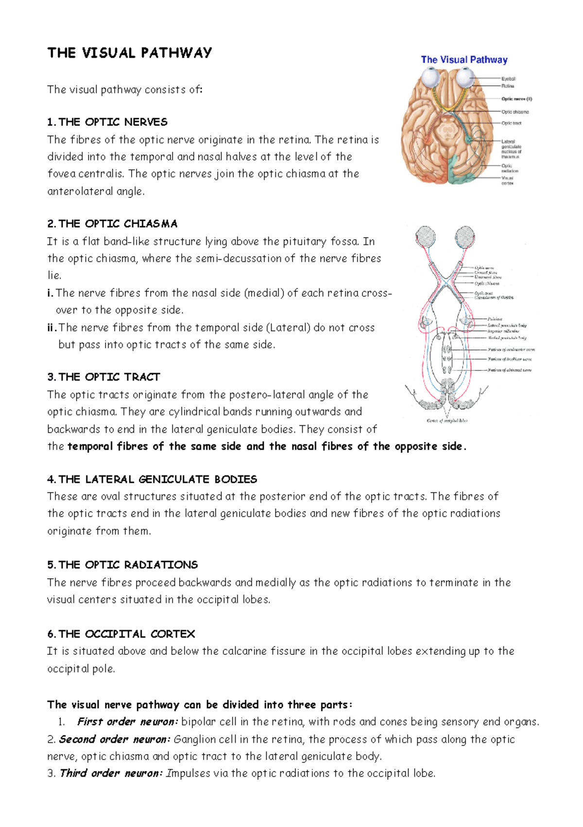 5.Anatomy of the visual pathway - THE VISUAL PATHWAY The visual pathway ...