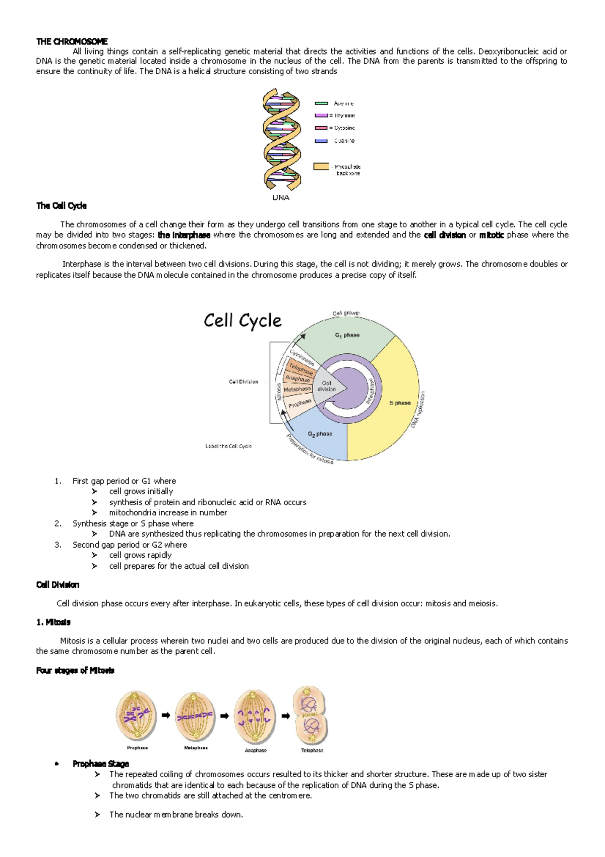 Mitosis-meiosis - Science Grade 8 - THE CHROMOSOME All living things ...