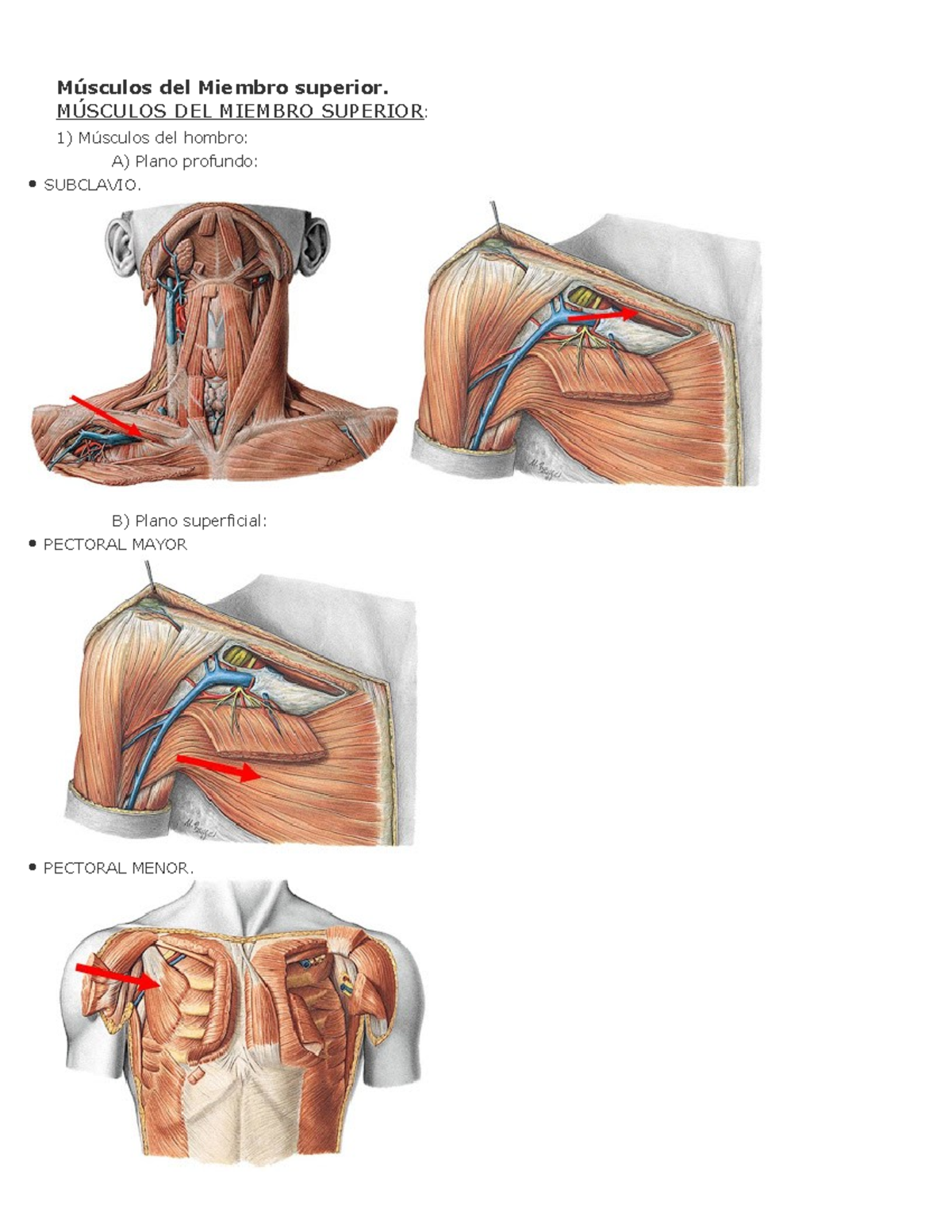 Musculos parte sup - Músculos del Miembro superior. MÚSCULOS DEL ...
