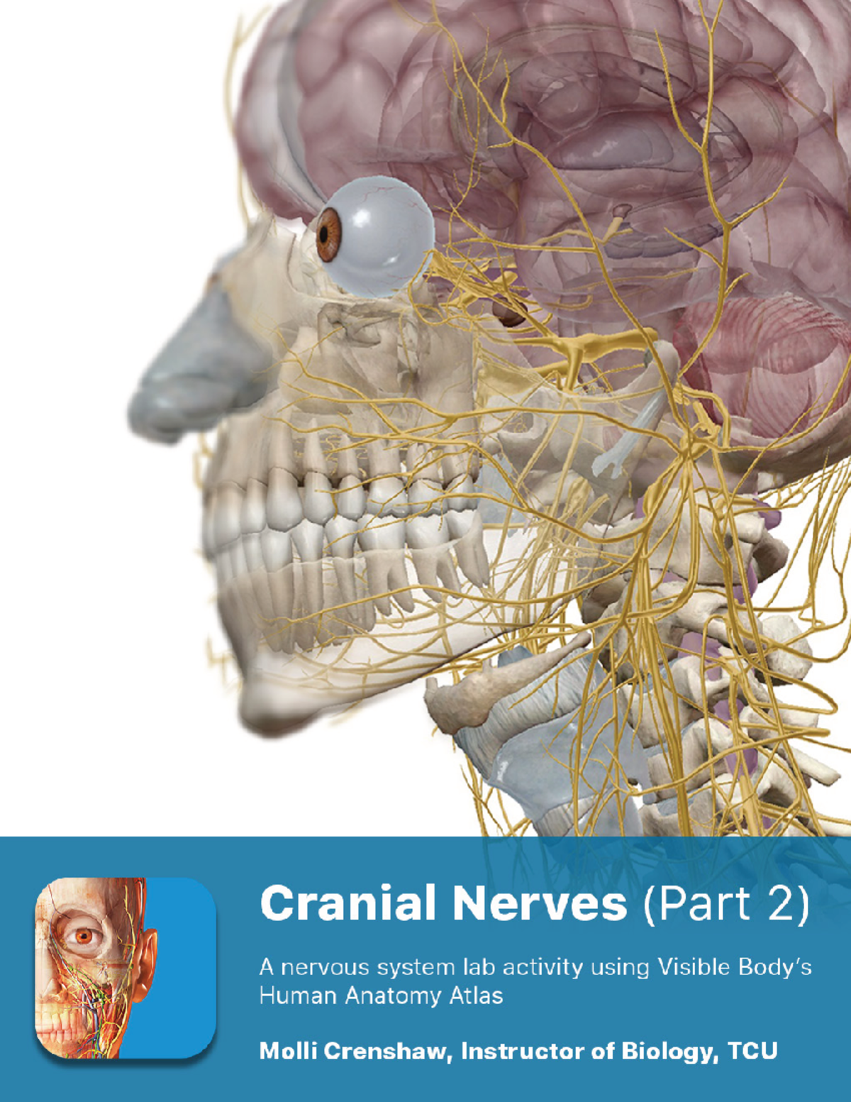 Lab manual cranial nerves atlas part 2 - This lab activity is aligned ...