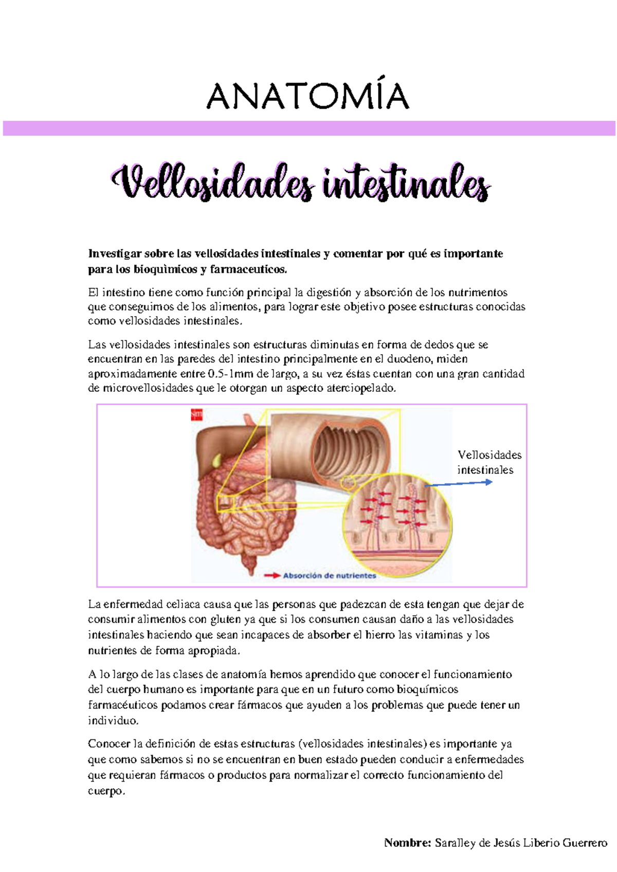 Vellosidades intestinales - El intestino tiene como función principal ...