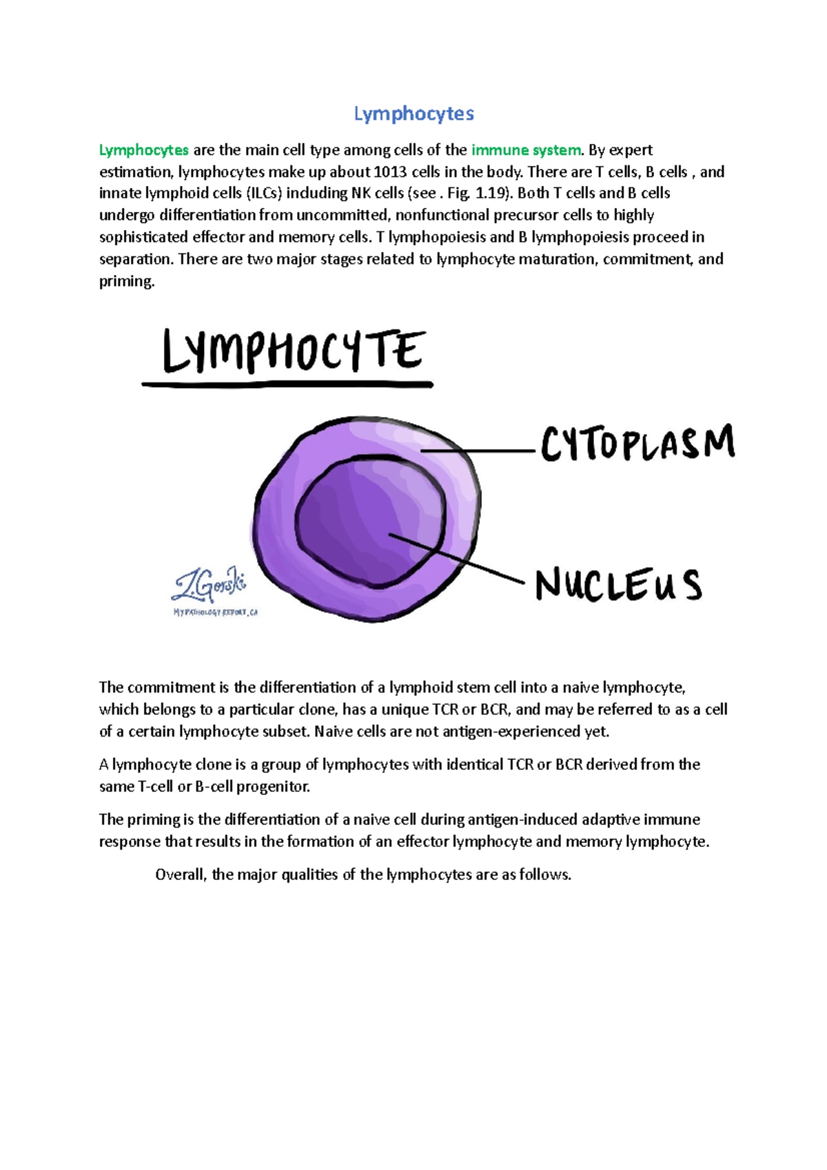 Lymphocytes - Lymphocytes Lymphocytes are the main cell type among ...