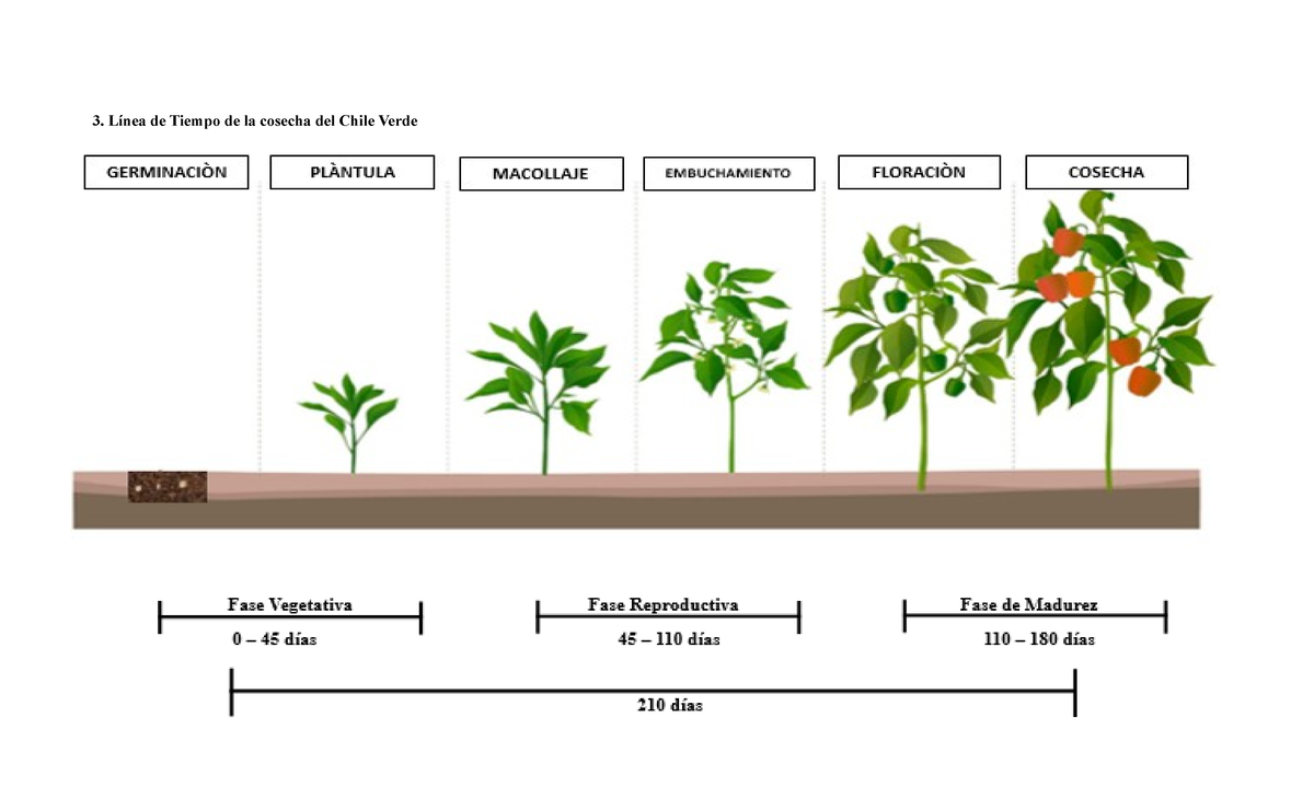 Punto 3 y 4 - Informacion - 3. Línea de Tiempo de la cosecha del Chile ...
