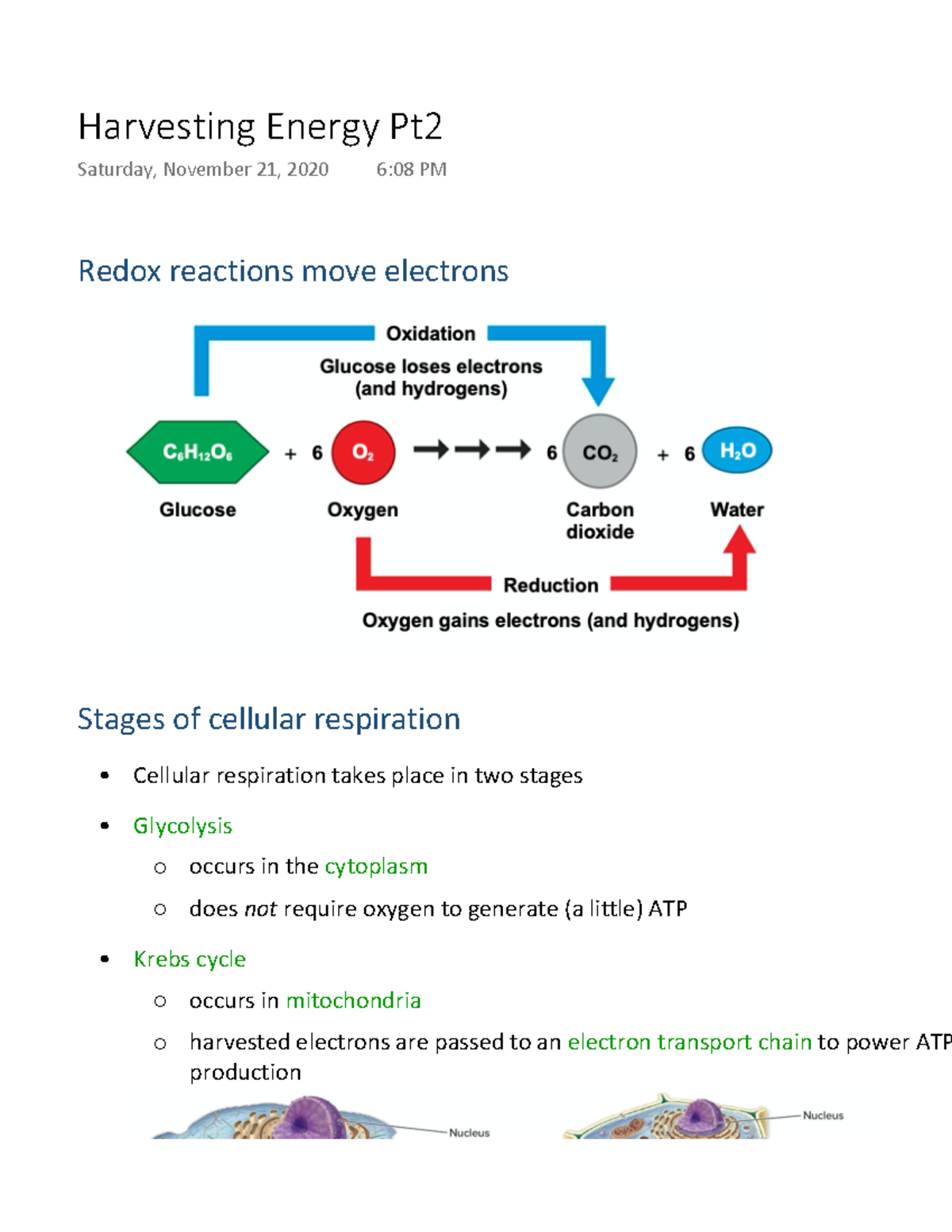 Harvesting Energy Pt2 - Redox reactions move electrons Stages of ...