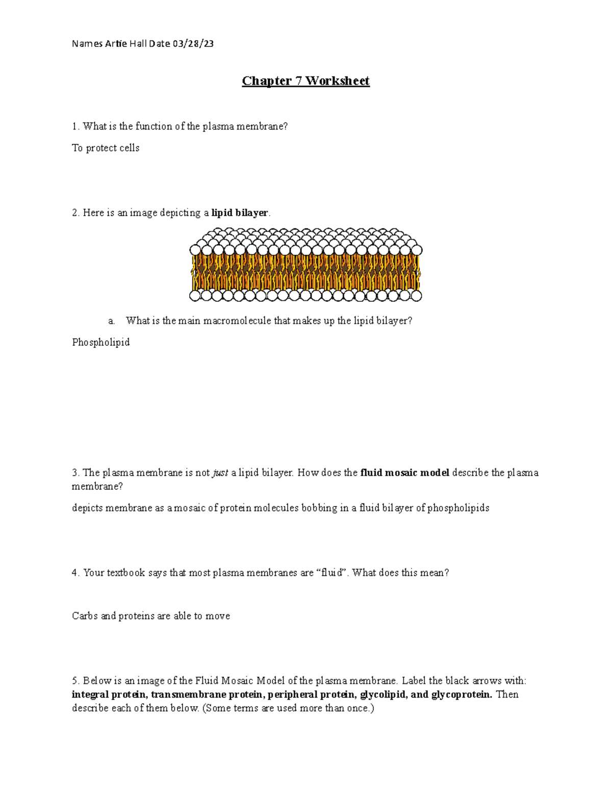 Chapter 7 worksheet - gibson - Chapter 7 Worksheet What is the function ...