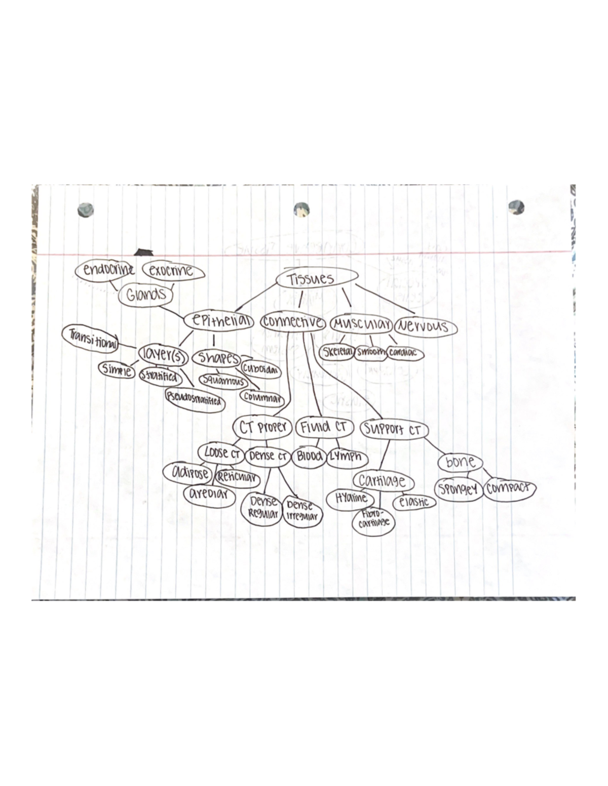 Anatomy Misc Notes - BSC 2086 - Studocu