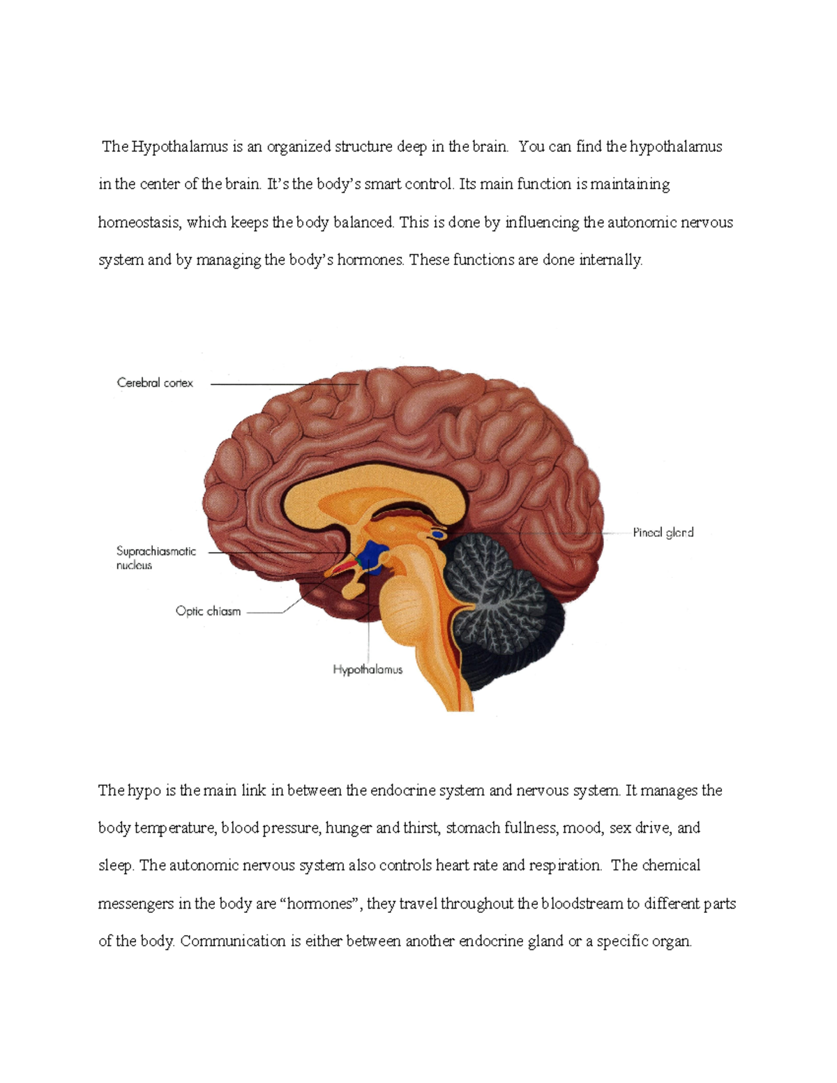 Endocrine System Brain
