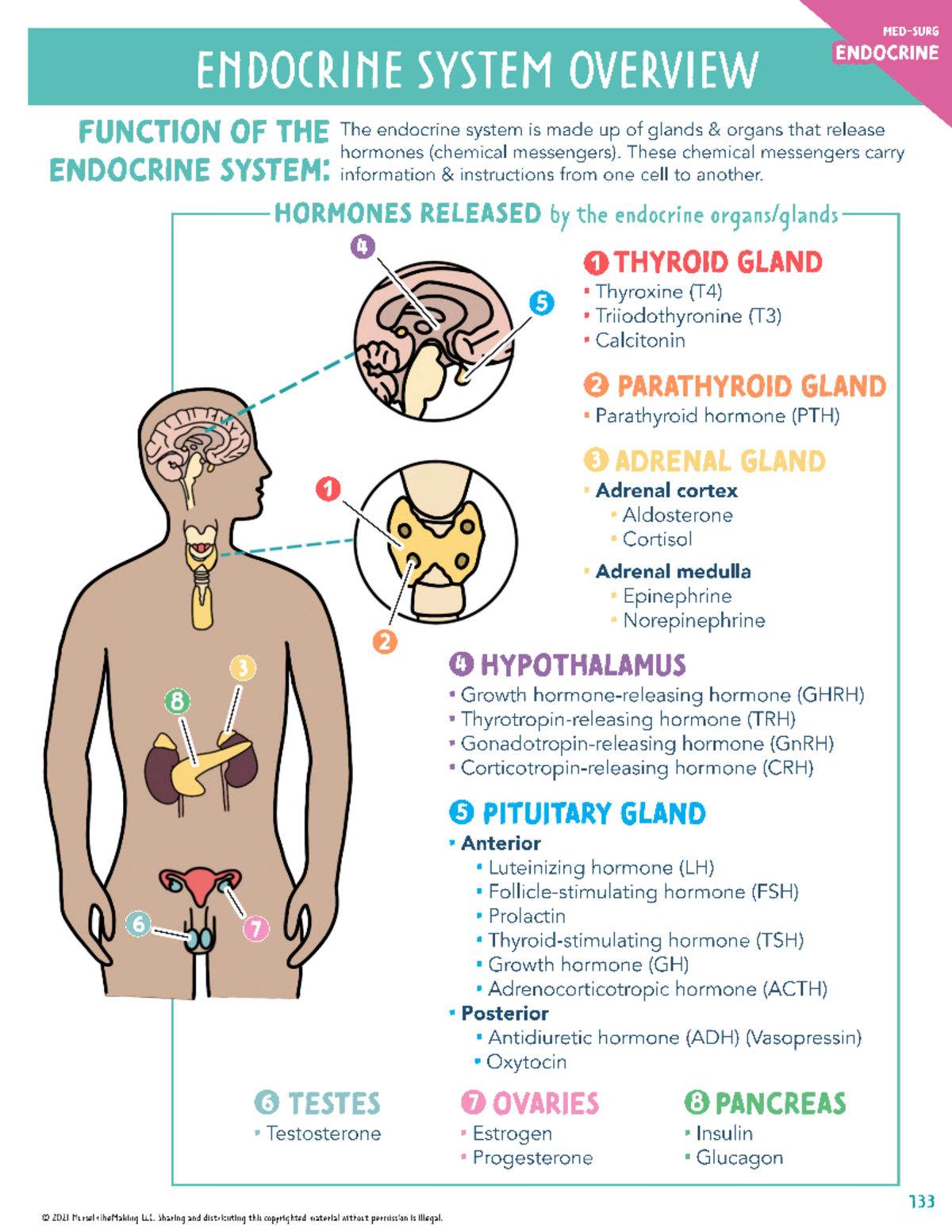 Endocrino - PRACTICE QUESTIONS - ENDOCRINE ENDOCRINE SYSTEM OVERVIEW ...