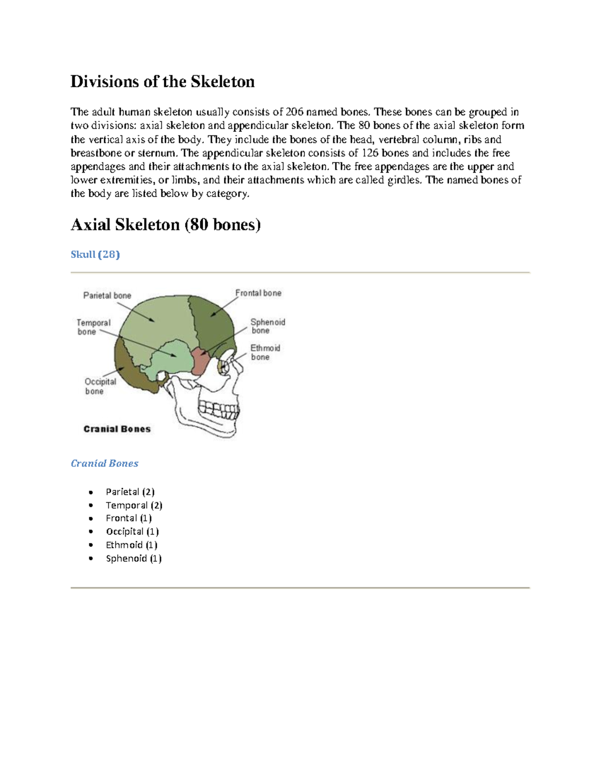 Divisions of the Skeleton Bones - Divisions of the Skeleton The adult ...