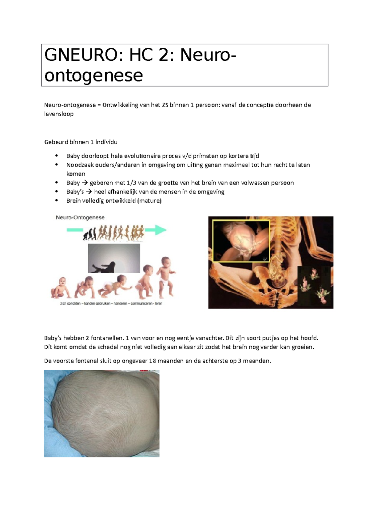 Gneuro - HC 2 - Neuro-ontogenese - GNEURO: HC 2: Neuro- ontogenese ...