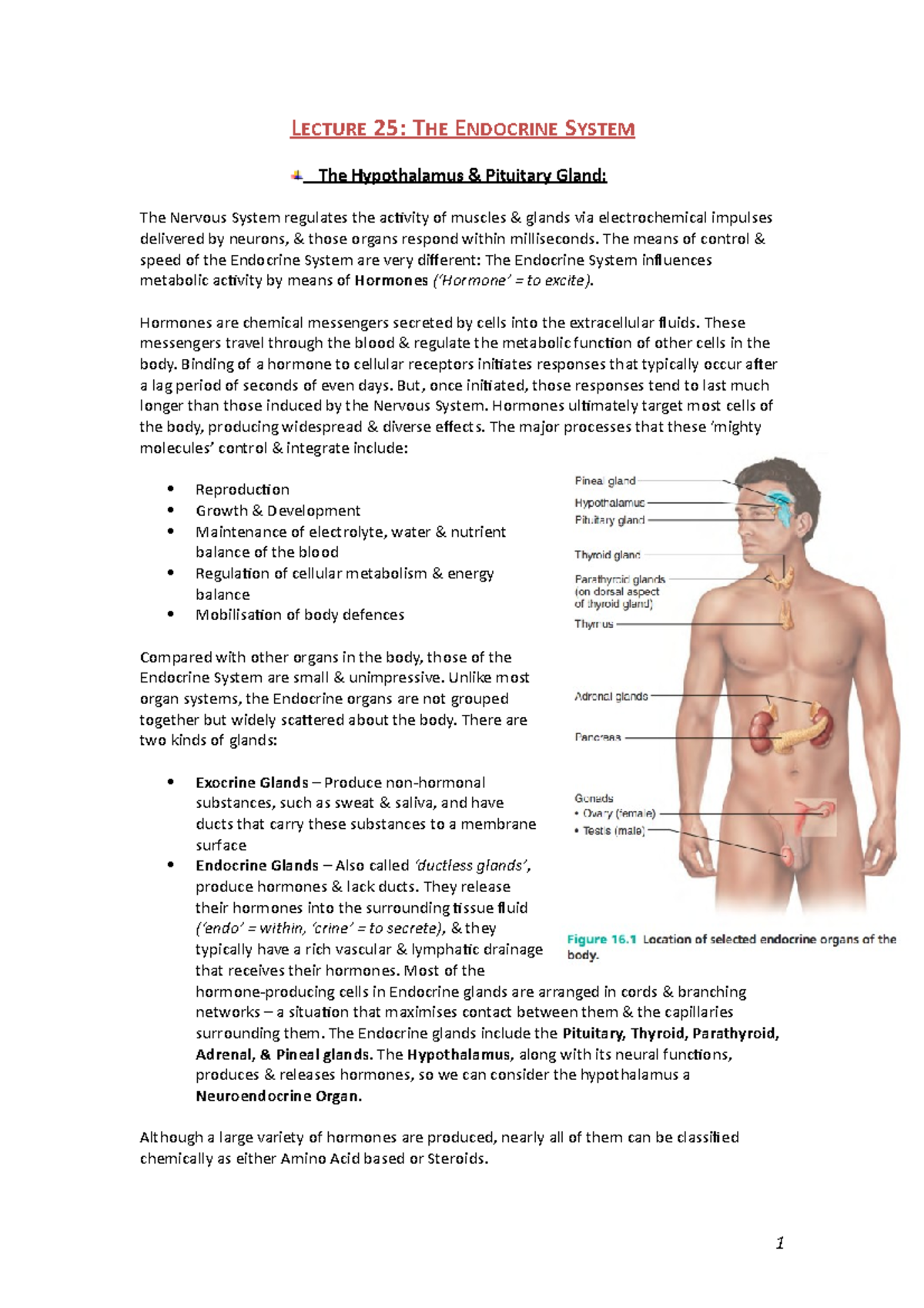 The Endocrine System - LECTURE 25: THE ENDOCRINE SYSTEM The ...