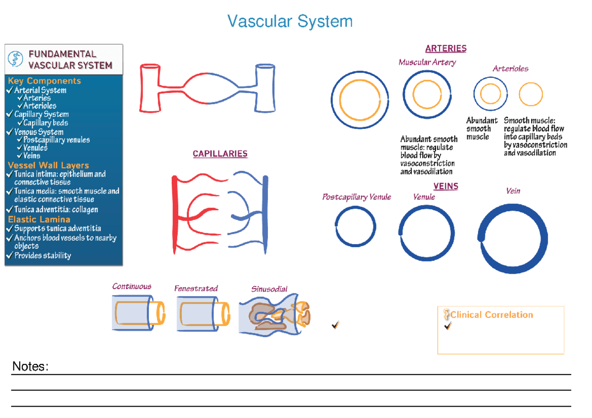 Vasculsr System Diagrams - 102 - Vascular System Notes: Powered by ...