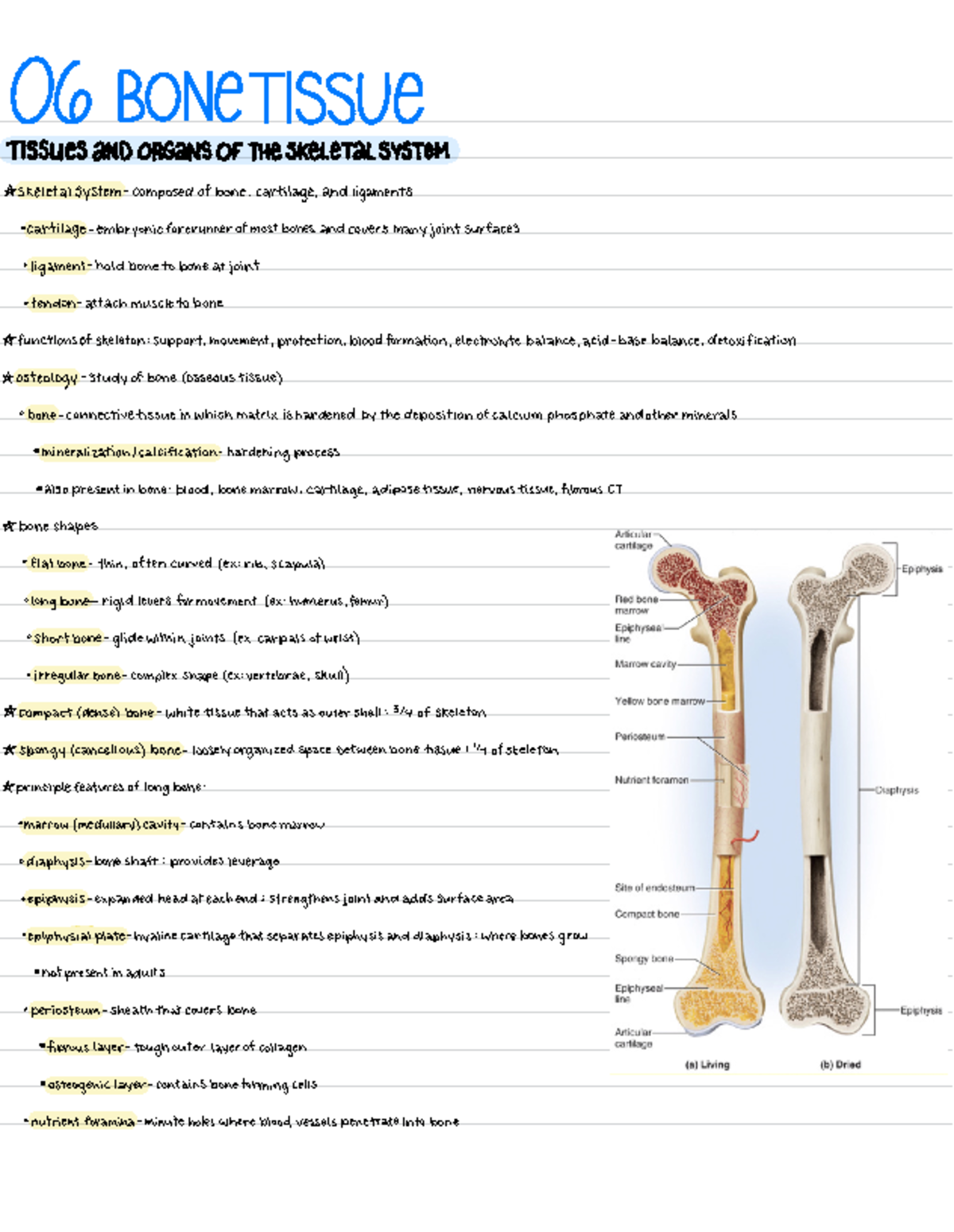 Chapter 6 - Handwritten notes from the lecture slides of Dr. Bing in ...