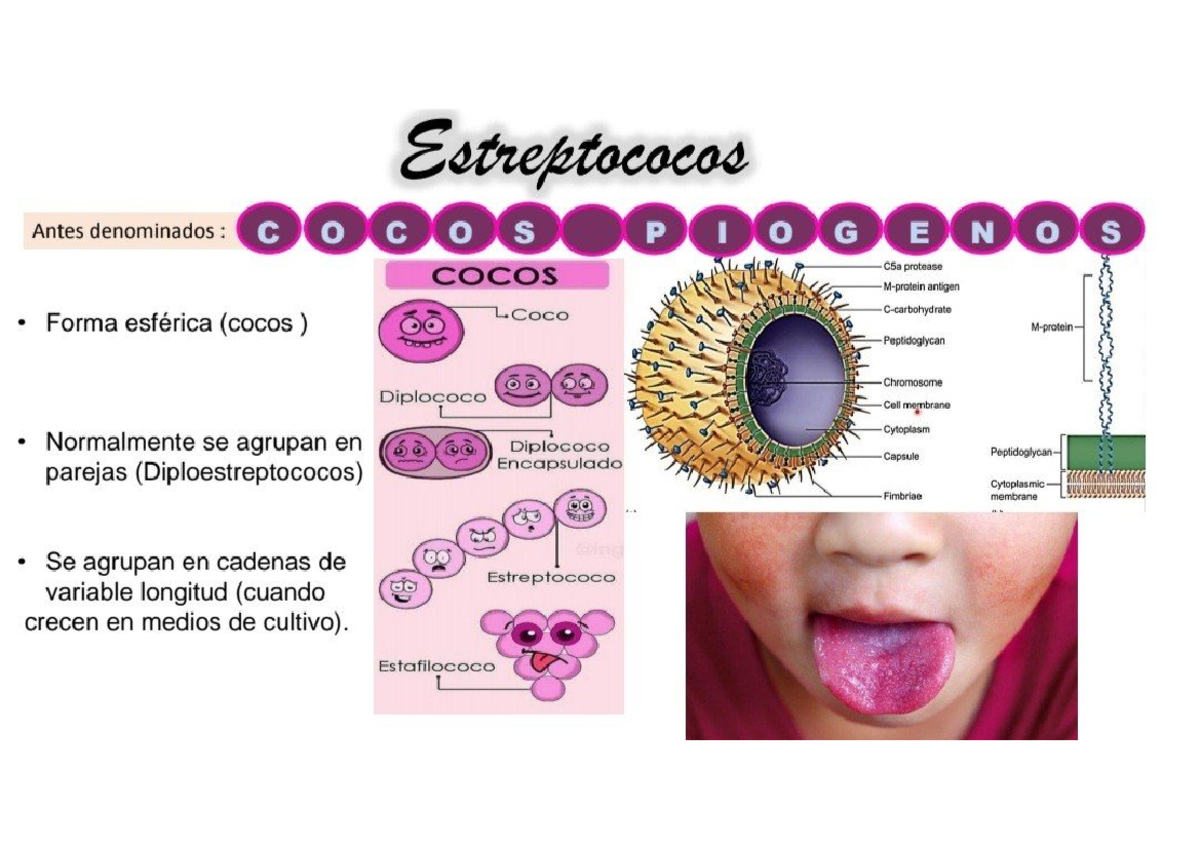 Estreptococos - Estafilococo Estreptococos Antes denominados : C5a ...