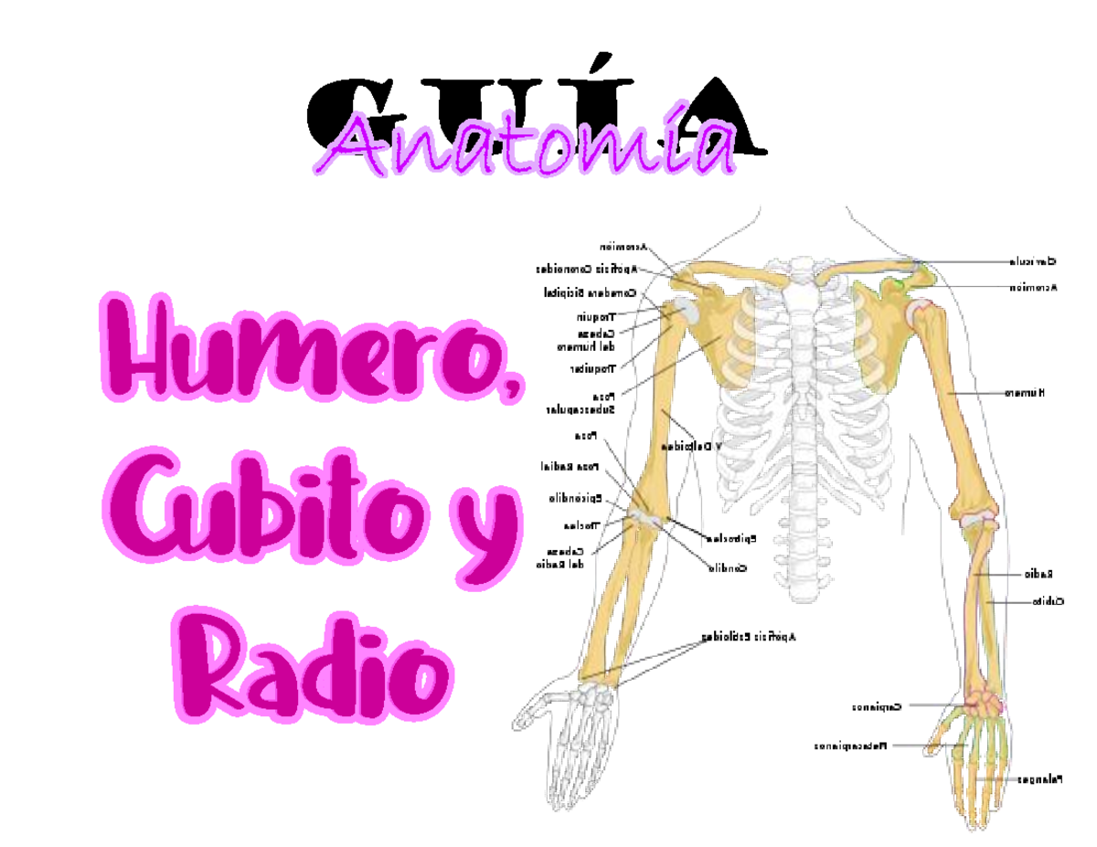 Humero, Radio y Ulna - Apuntes - Guía Anatomía Humero Generalidades El ...
