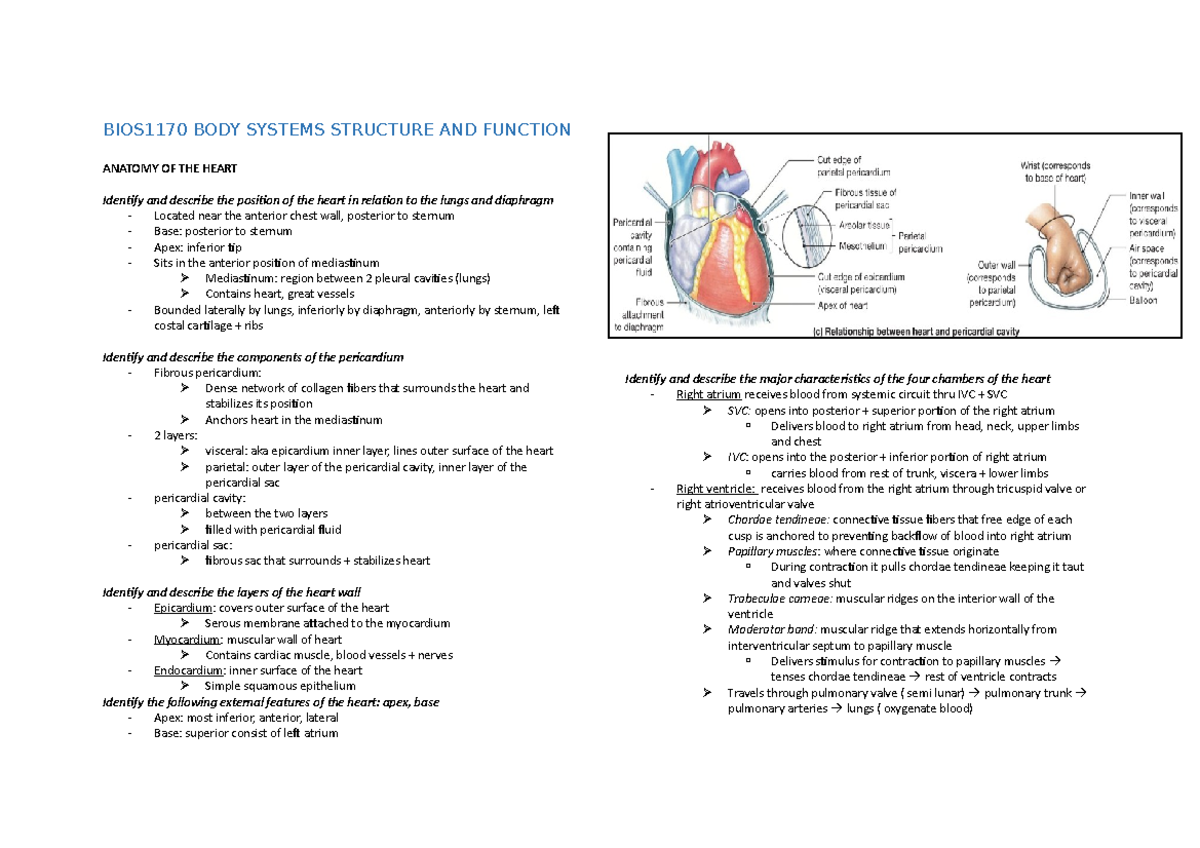 Summary - complete - BIOS1170 BODY SYSTEMS STRUCTURE AND FUNCTION ANATOMY OF THE HEART Identify ...