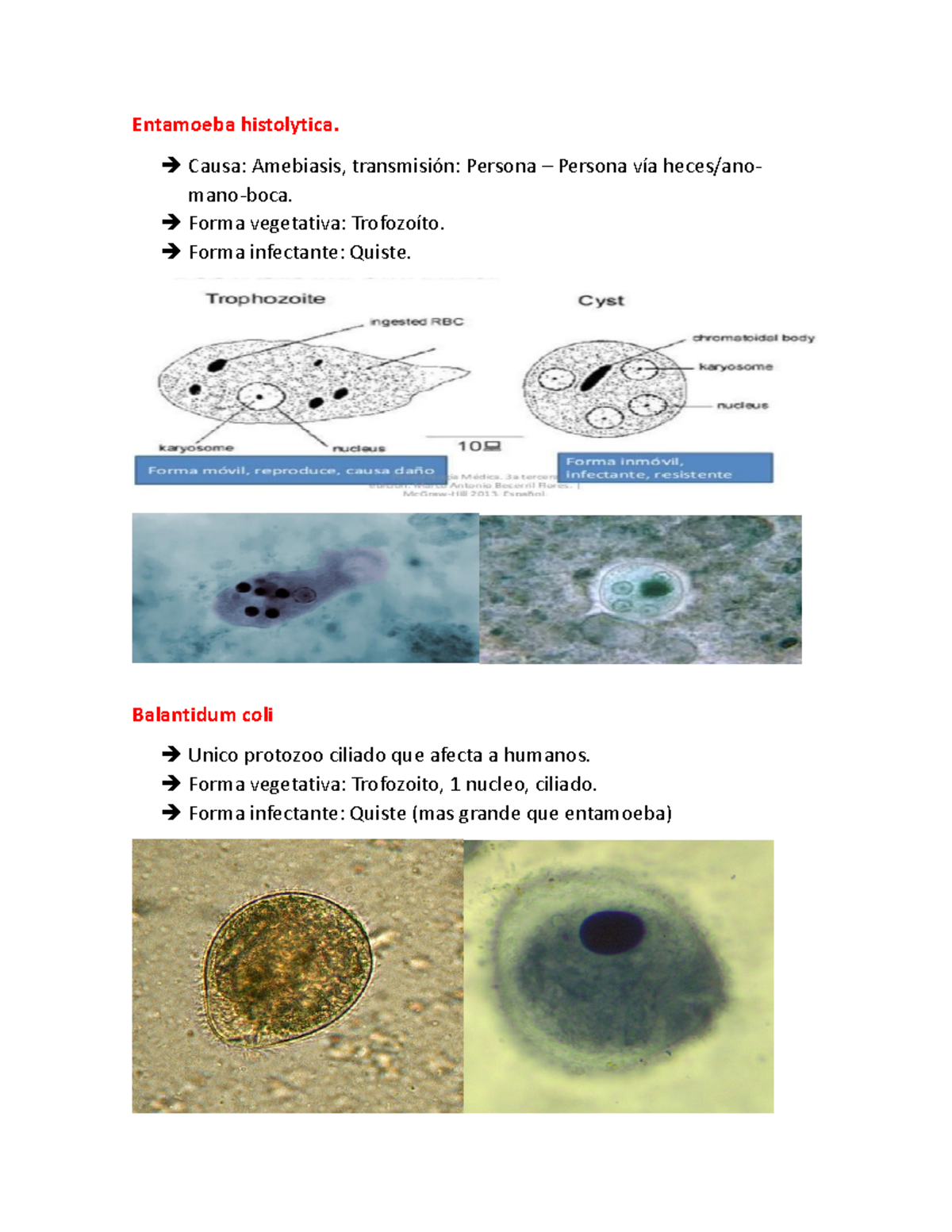 Entamoeba histolytica - Causa: Amebiasis, transmisión: Persona ...