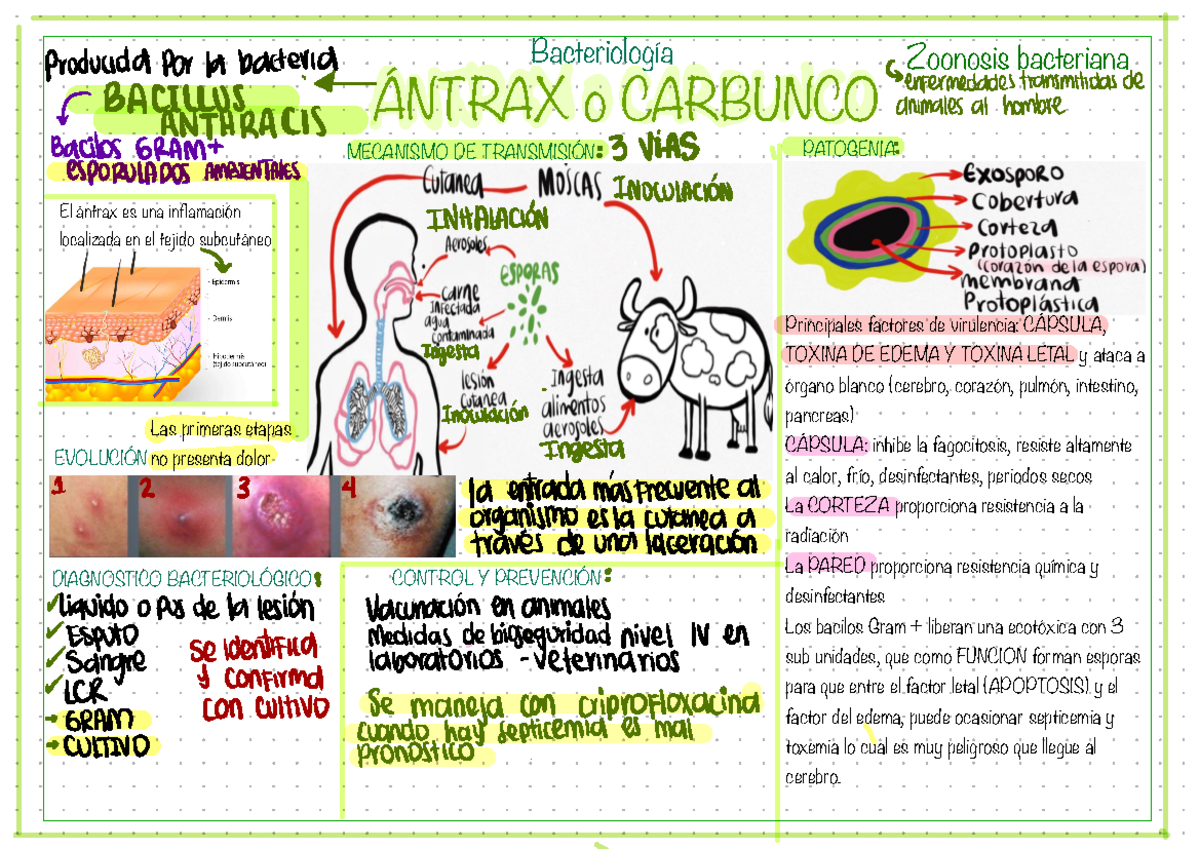 Resumenes - CLASES DE BACTERIOLOGIA - Bacteriología ÁNTRAX o CARBUNCO ...