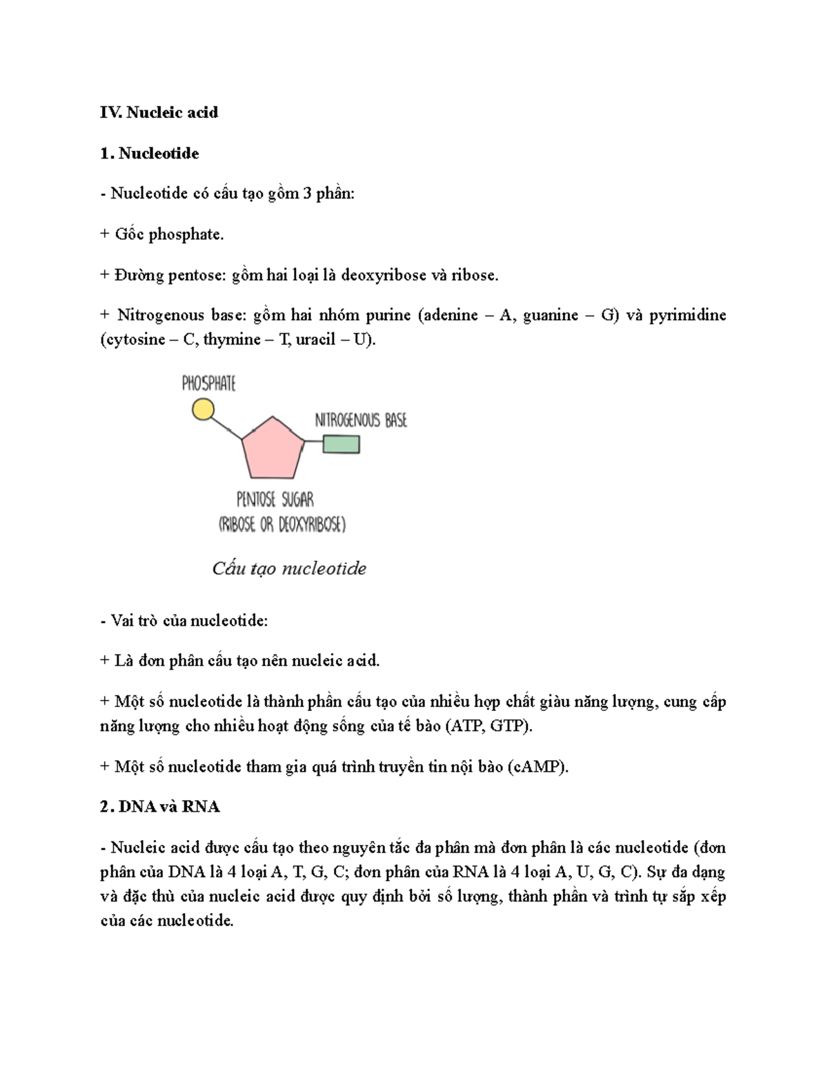 Sinh - gia huy - lý thuyết về adn, arn - hóa học lớp 12 - IV. Nucleic ...