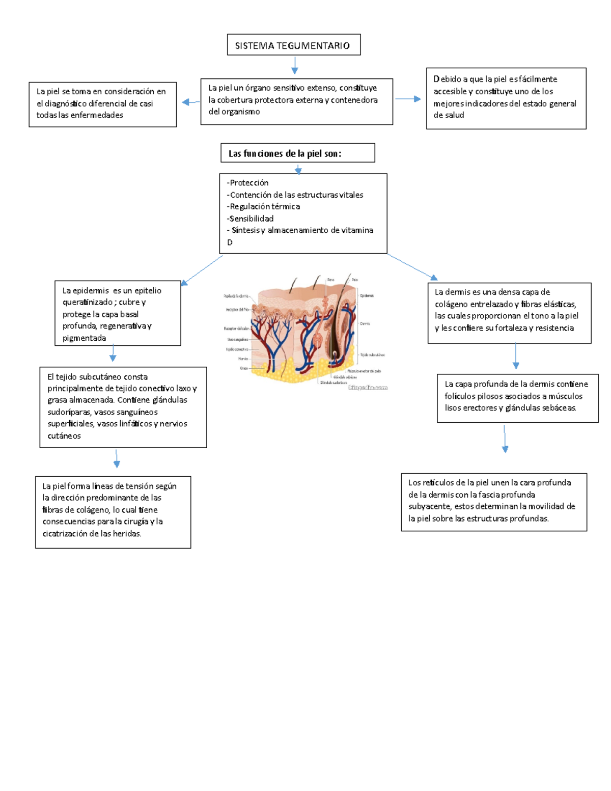 Anatomia, PIEL - ANATOMIA DE LA PIEL - SISTEMA TEGUMENTARIO La piel se ...