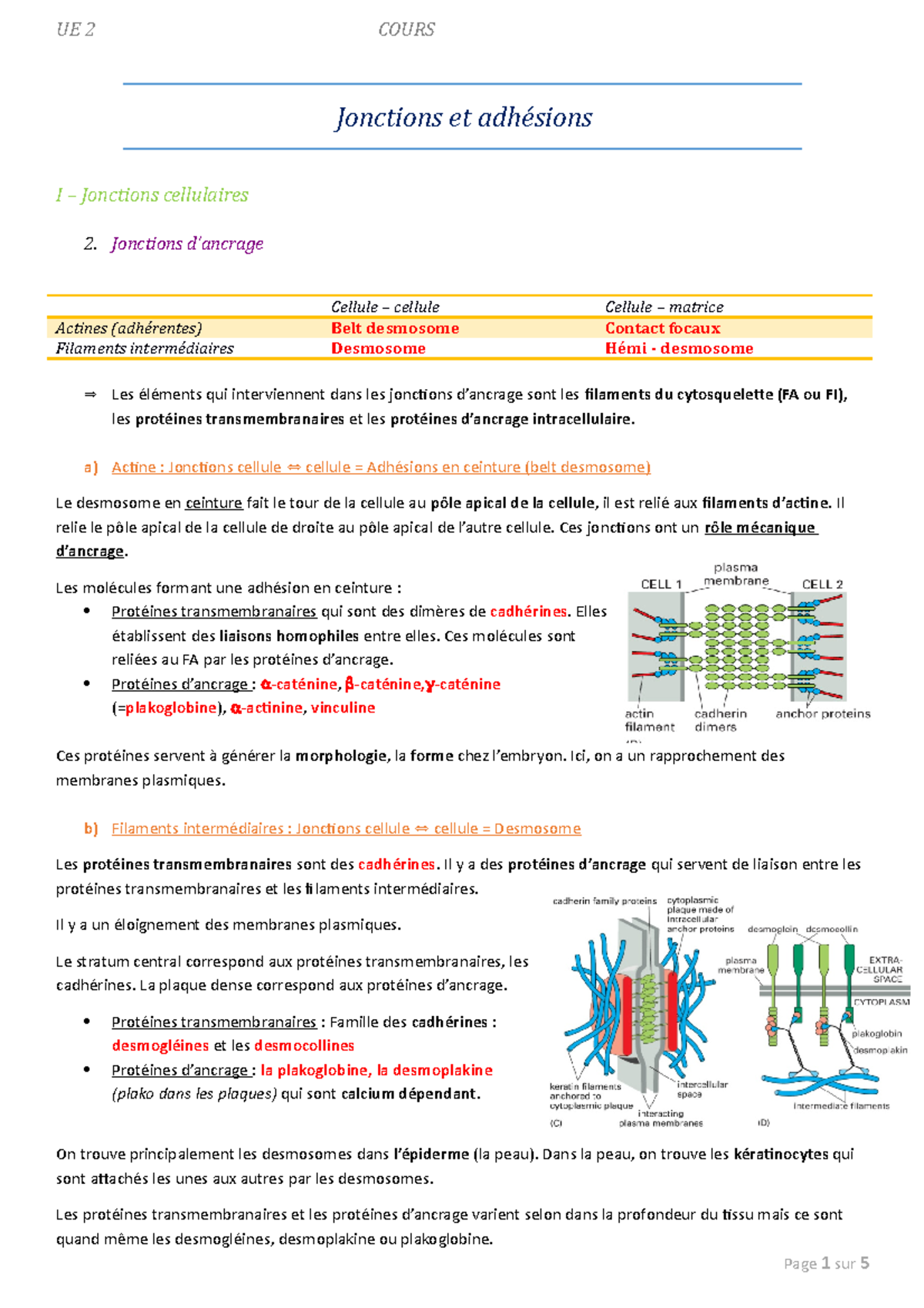 C14 - Jonctions et adhésions - Jonctions et adhésions I – Jonctions ...