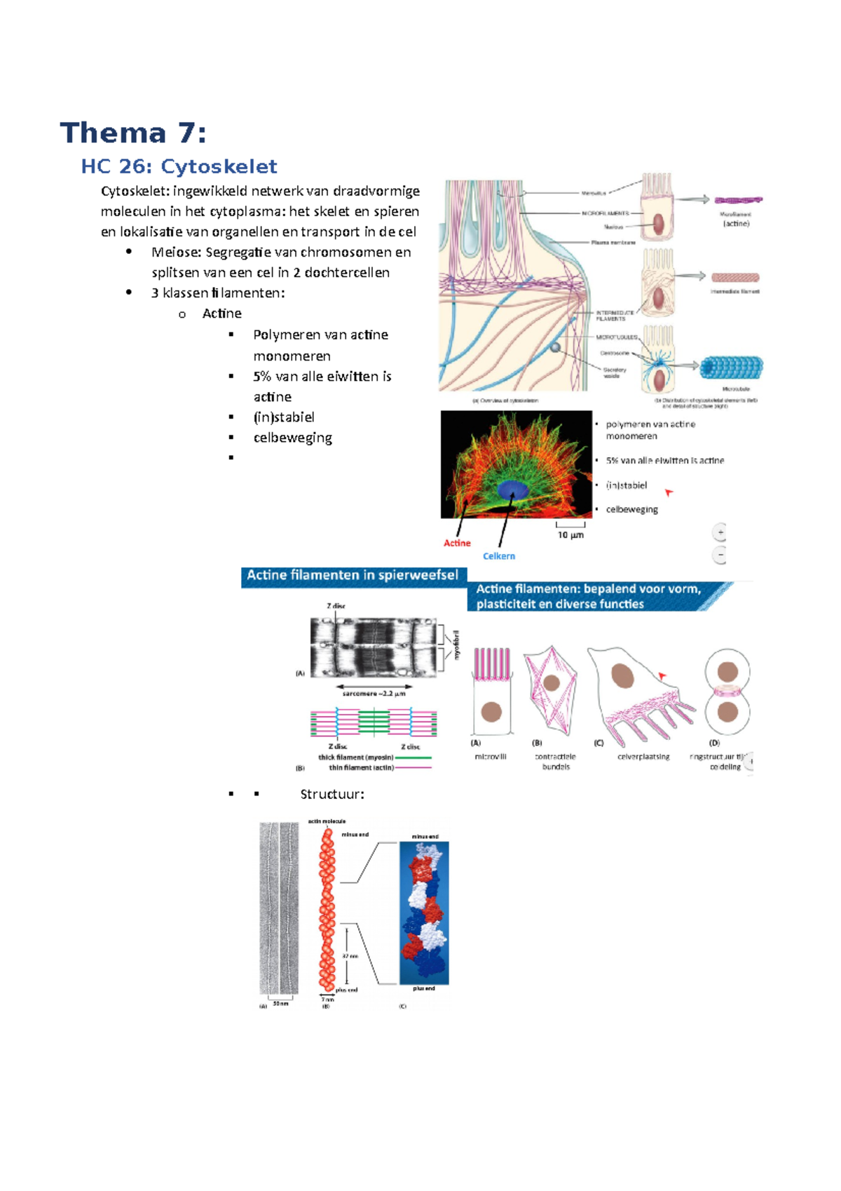 Thema 7 cel tot molecuul cytoskelet - Thema 7: HC 26: Cytoskelet ...