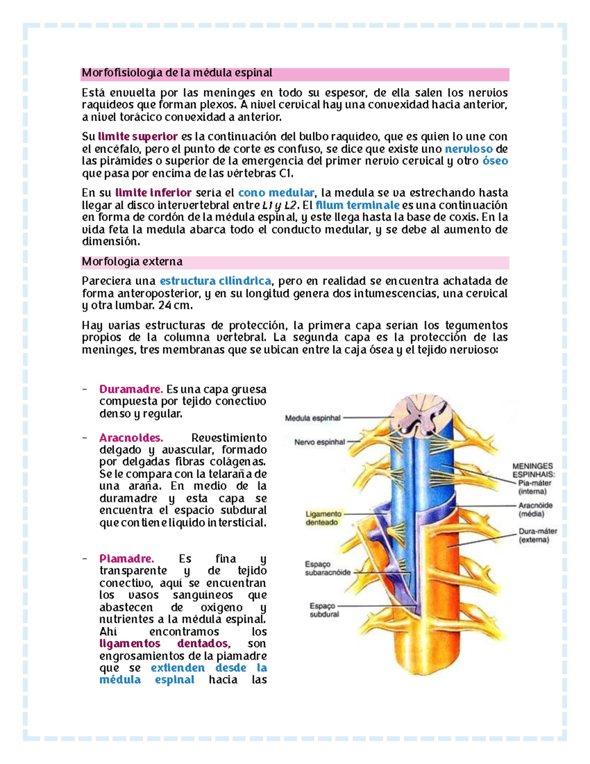 2 - Lesión medular - Morfofisiología de la médula espinal Está envuelta ...