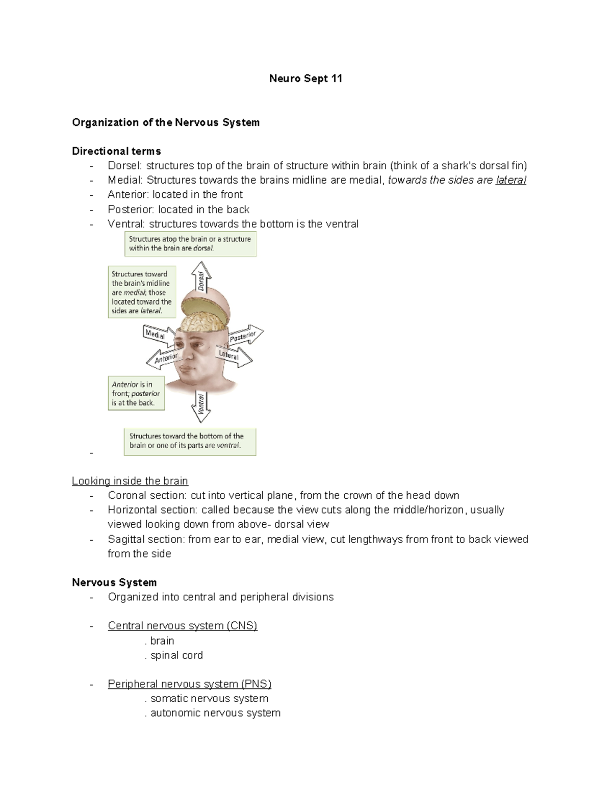 Neuroanatomy - Neuro Sept 11 Organization of the Nervous System ...