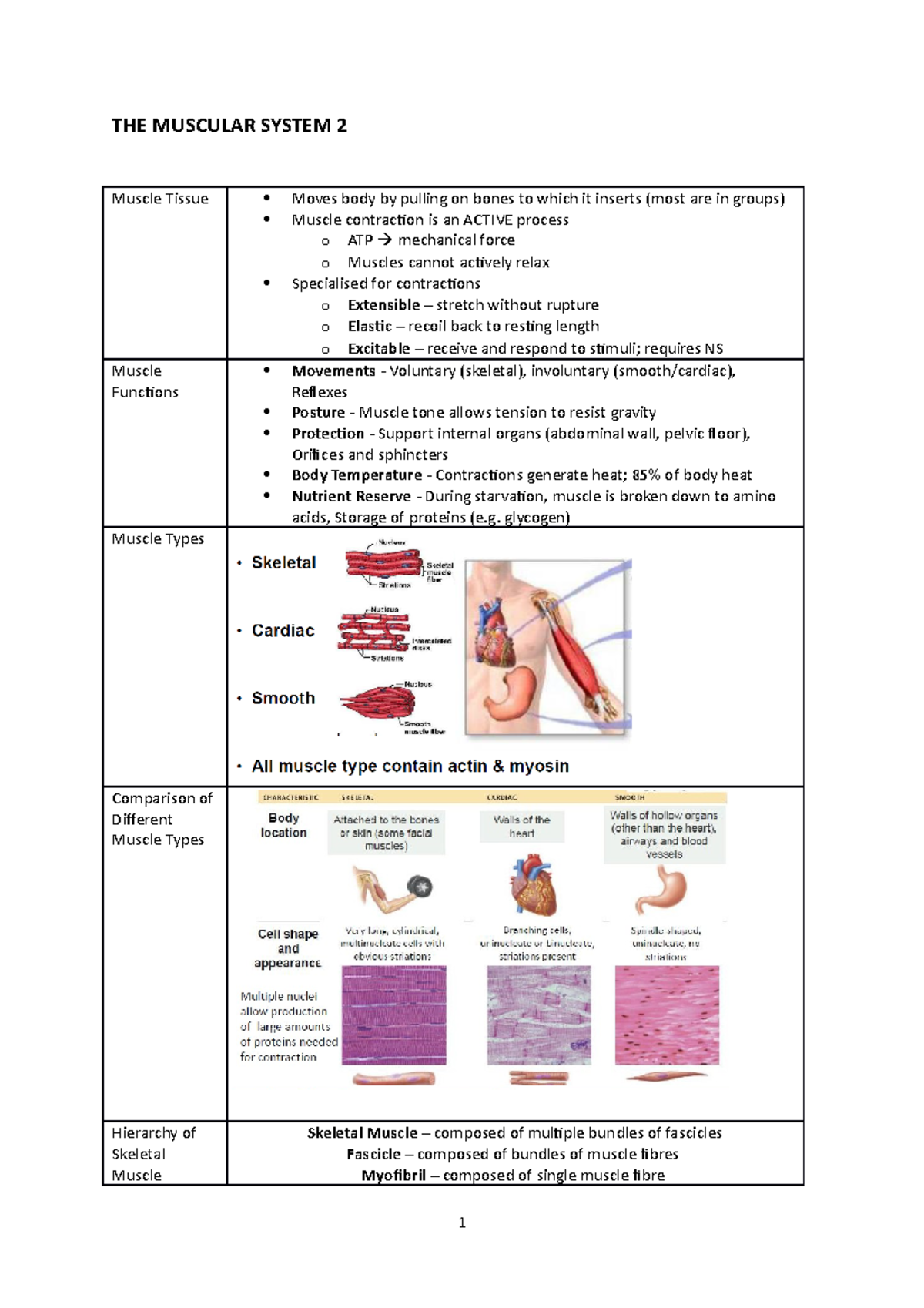 7. The Muscular System 2 - THE MUSCULAR SYSTEM 2 Muscle Tissue Moves ...