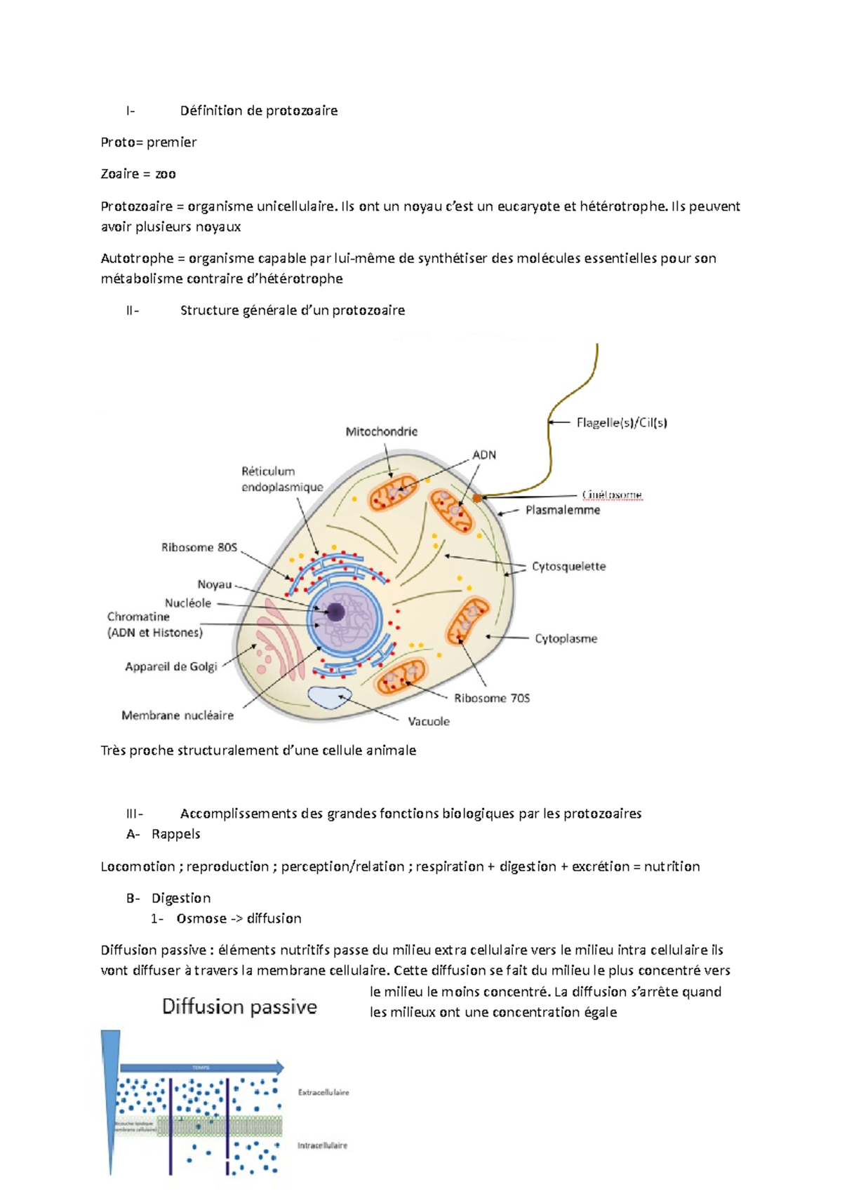Chapitre 1 - la cellule eucaryote - le cas des protozoaires - I ...