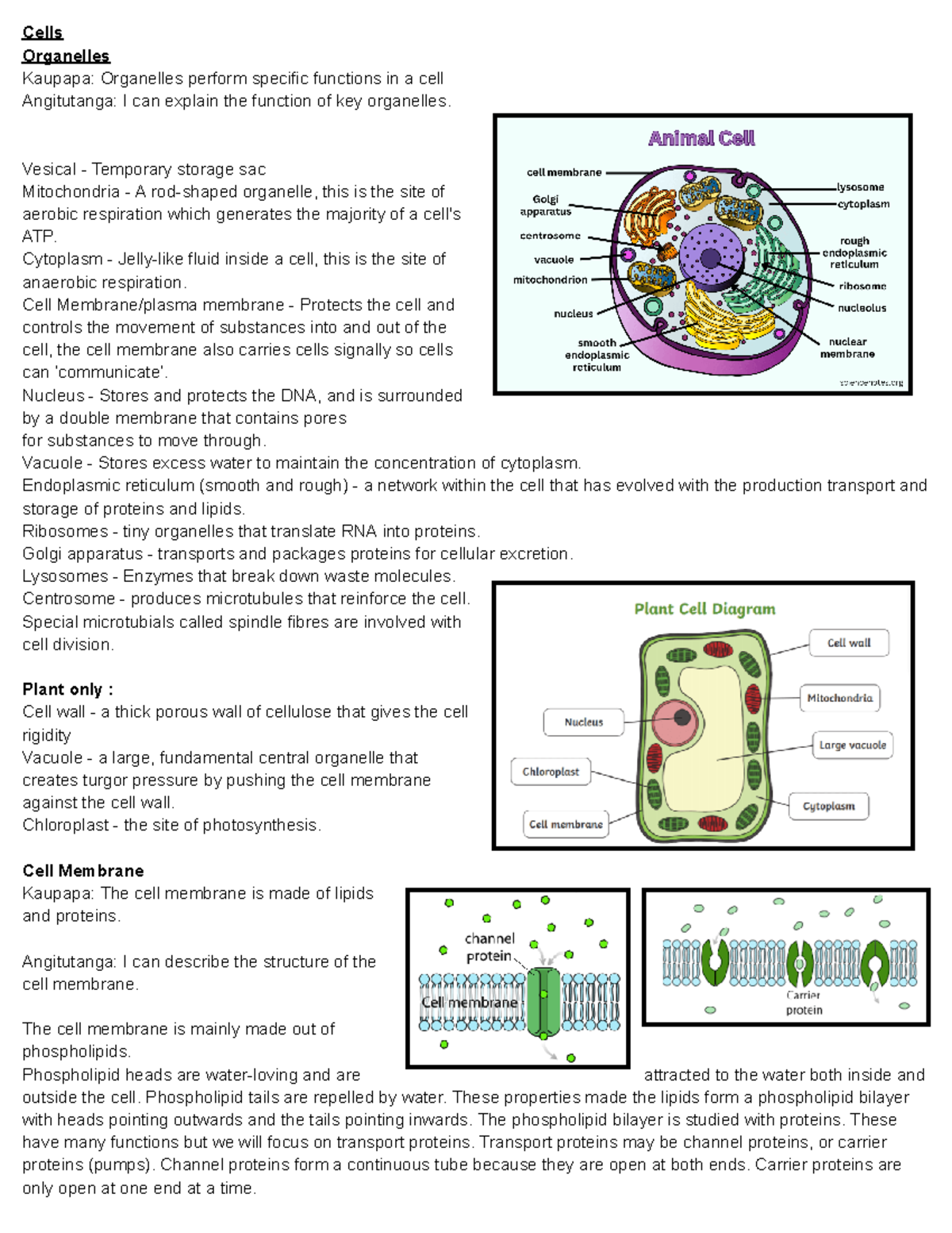 Level 2 Biology Cells 2.4 Standard 91156 - Cells Organelles Kaupapa ...