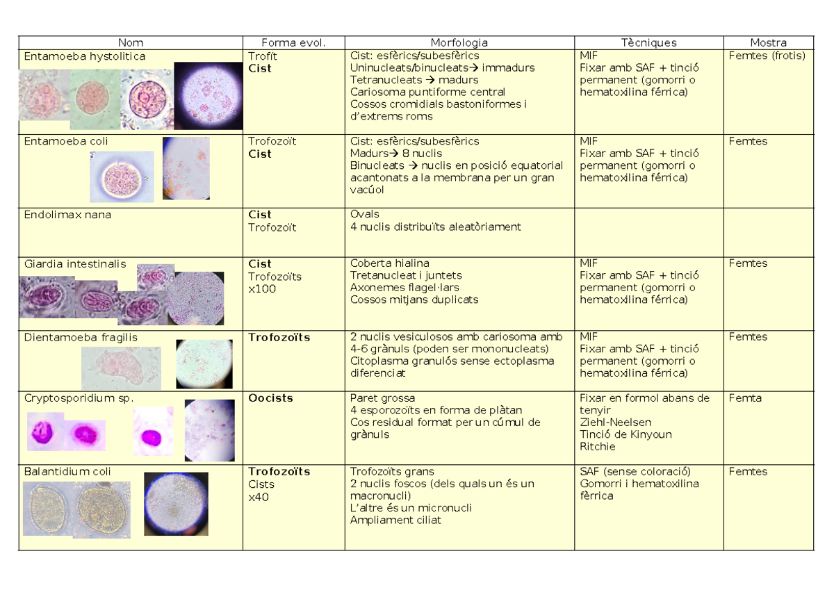 esquema de practiques de parasitologia clínica amb imatges - Nom Forma evol. Morfologia ...