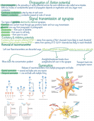 Anatomy and physiology 2 chapter 12 pg 1 - BIOL203 - Studocu