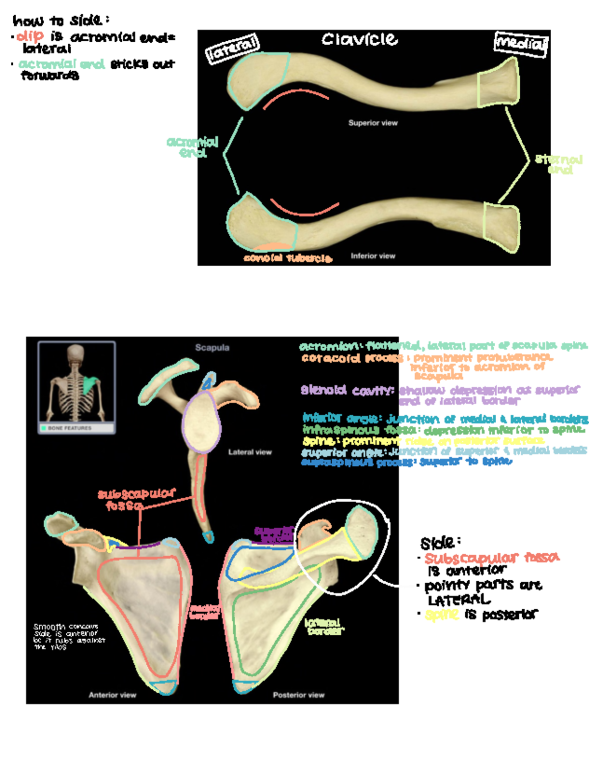 Skeleton notes - how to side : dip is acromion end= Clavicle ☐ acromion ...