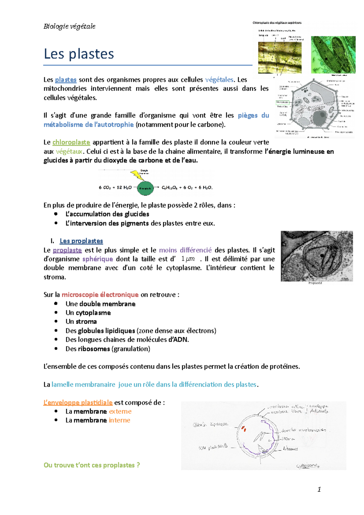 Les plastes 1 - Les plastes Les plastes sont des organismes propres aux ...