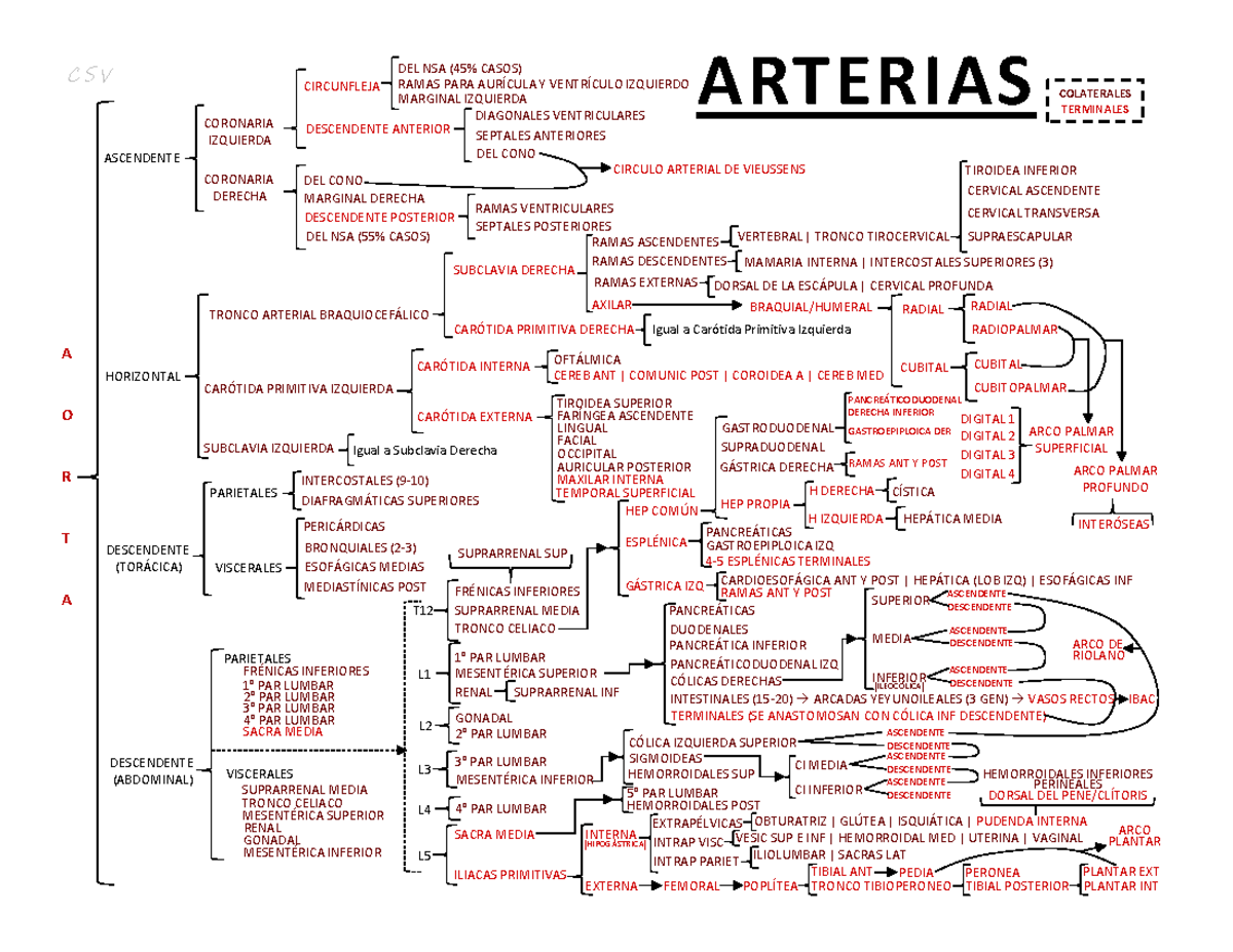 Mapa Arterias 🏻 - Resumen Sistema Cardiovascular. - ARTERIAS C S V A O R T A COLATERALES ...