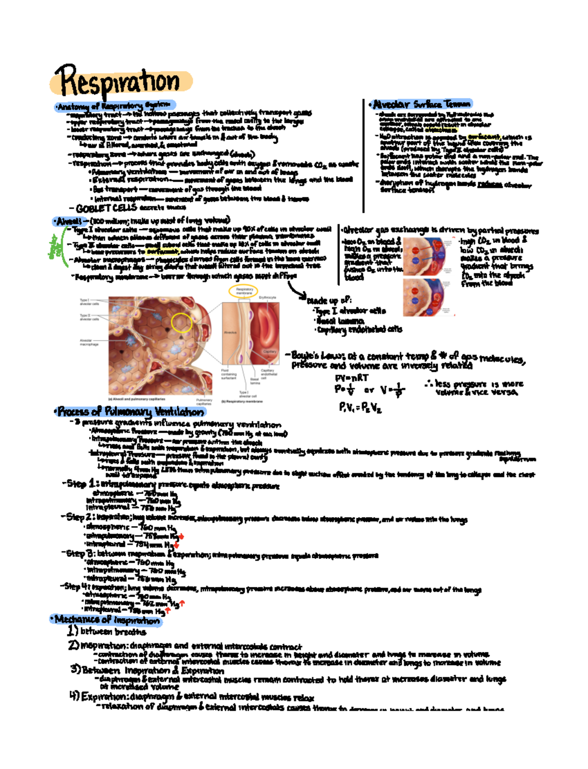 Respiration Notes - Respiration Anatomy of respiratory system ...