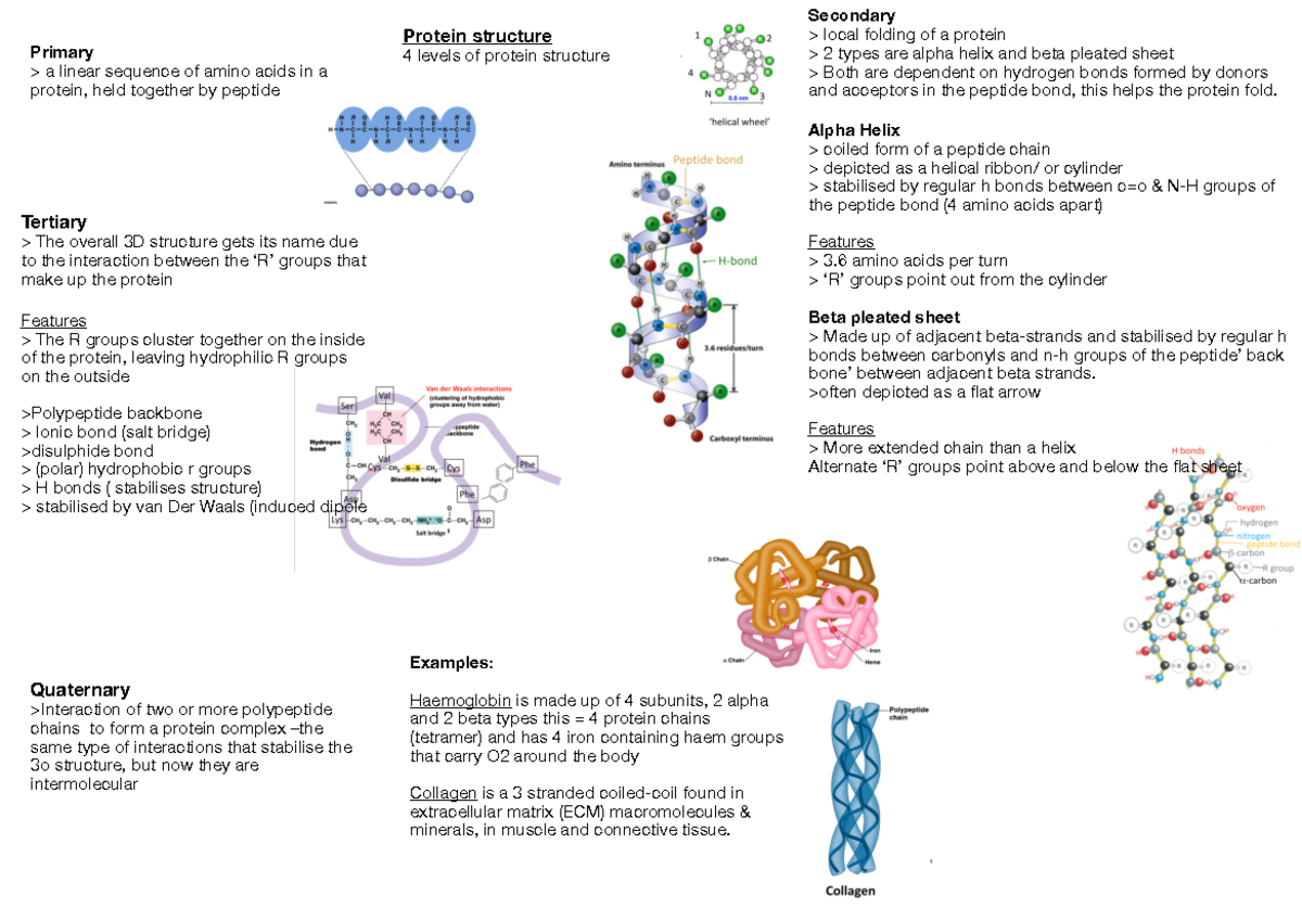 Cells 1 Protein structure - Protein structure Primary 4 levels of ...